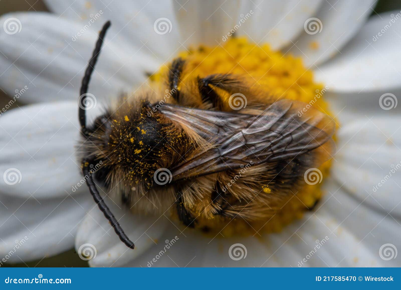 Top View of a Bumblebee on a Daisy Flower Stock Photo - Image of nature ...
