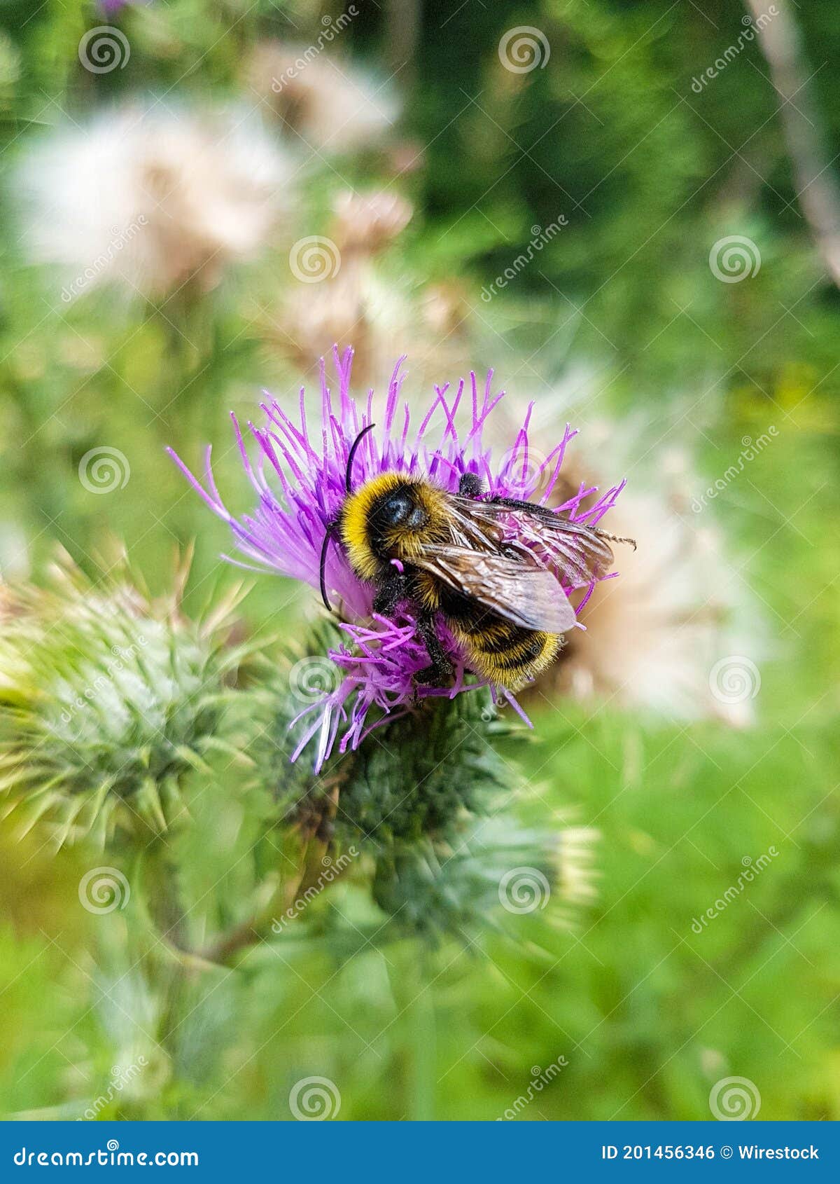 Top View of a Bumblebee on a Thistle Flower Stock Photo - Image of ...