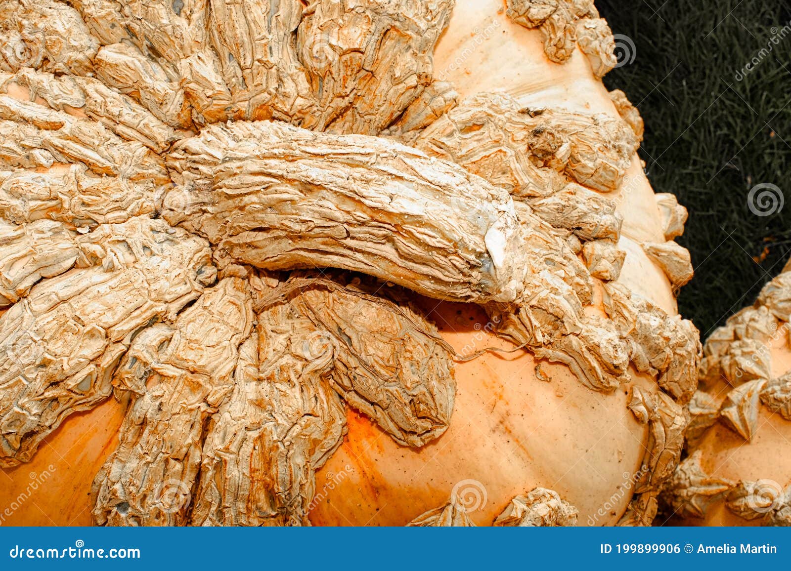 Top View of a Bumpy Peanut-shell Pumpkin Stock Photo - Image of autumn ...