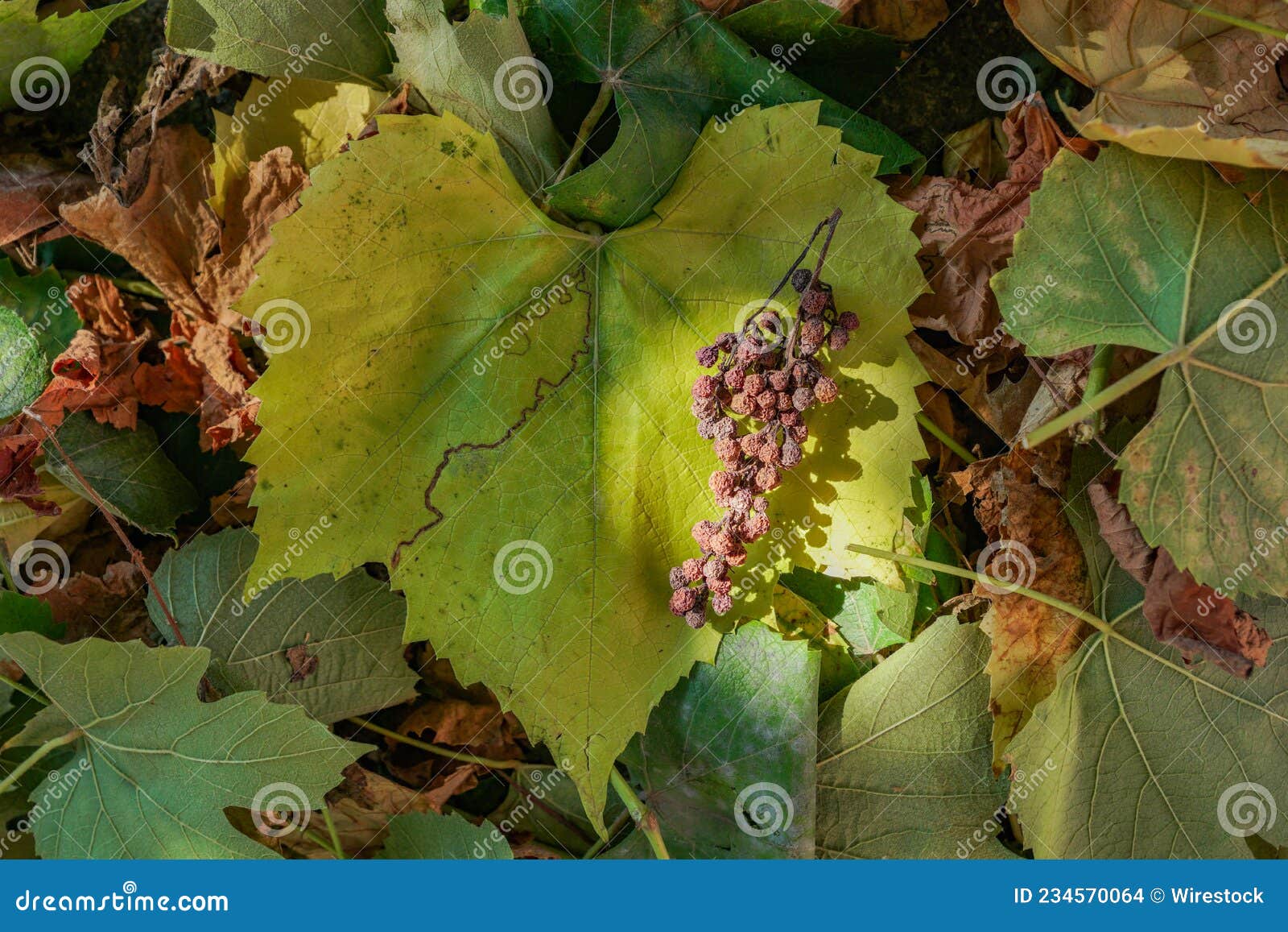 Top View of a Bunch of Dried Grapes on a Big Yellow Fall Maple Leaf ...