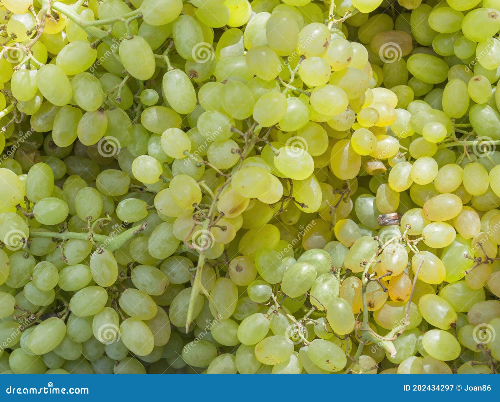 Top View of Bunches of Green Grapes Stock Image - Image of grapes ...