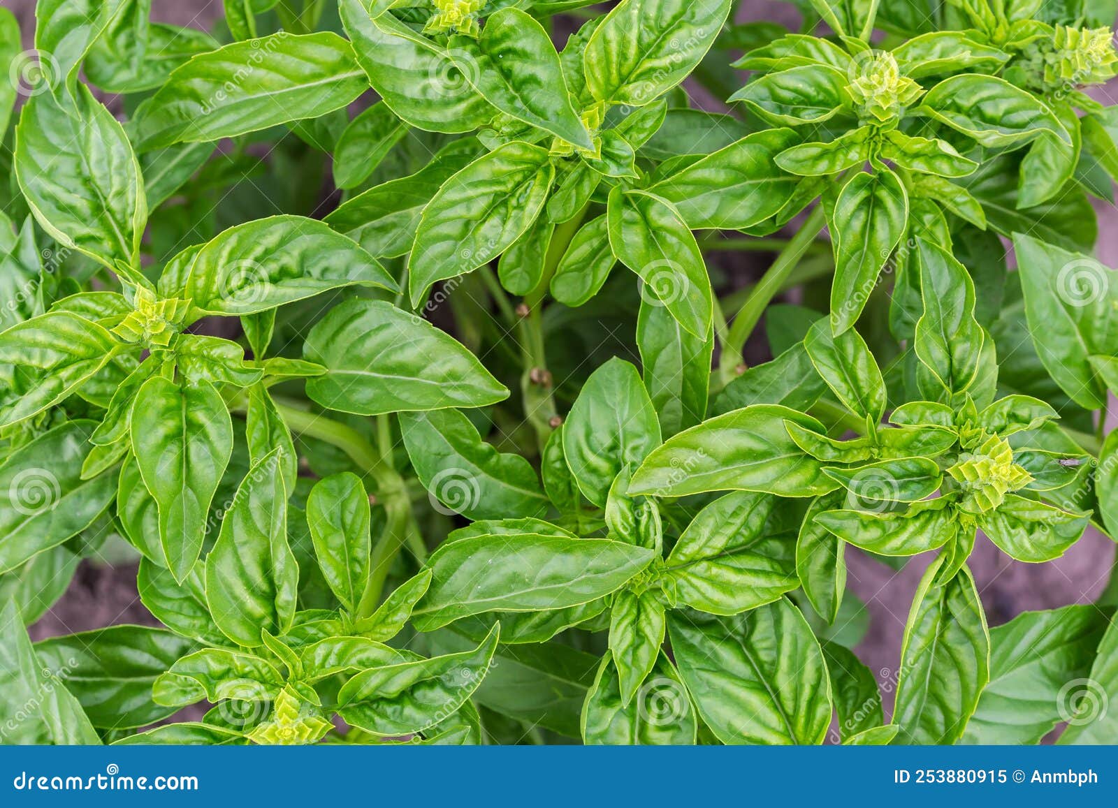 Top View of Bush of the Green Basil on Field Stock Image - Image of ...
