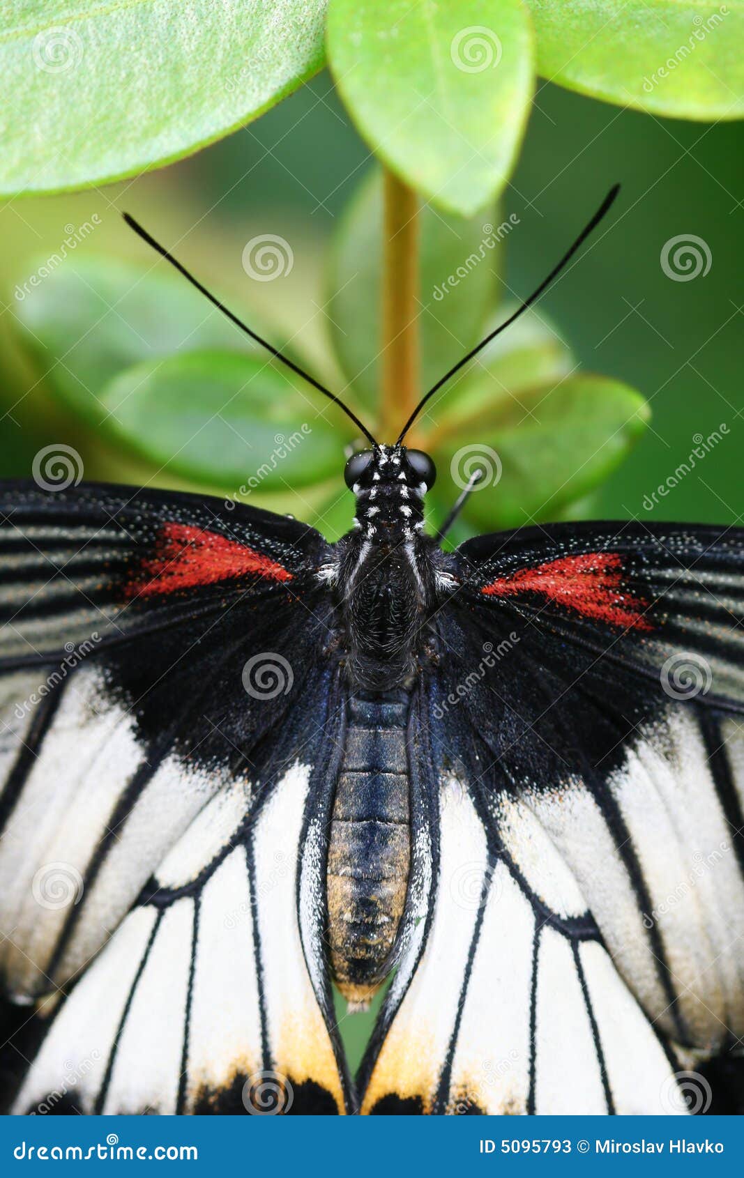 Top view of butterfly stock image. Image of butterfly - 5095793