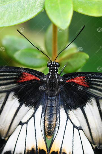Top view of butterfly stock image. Image of butterfly - 5095793