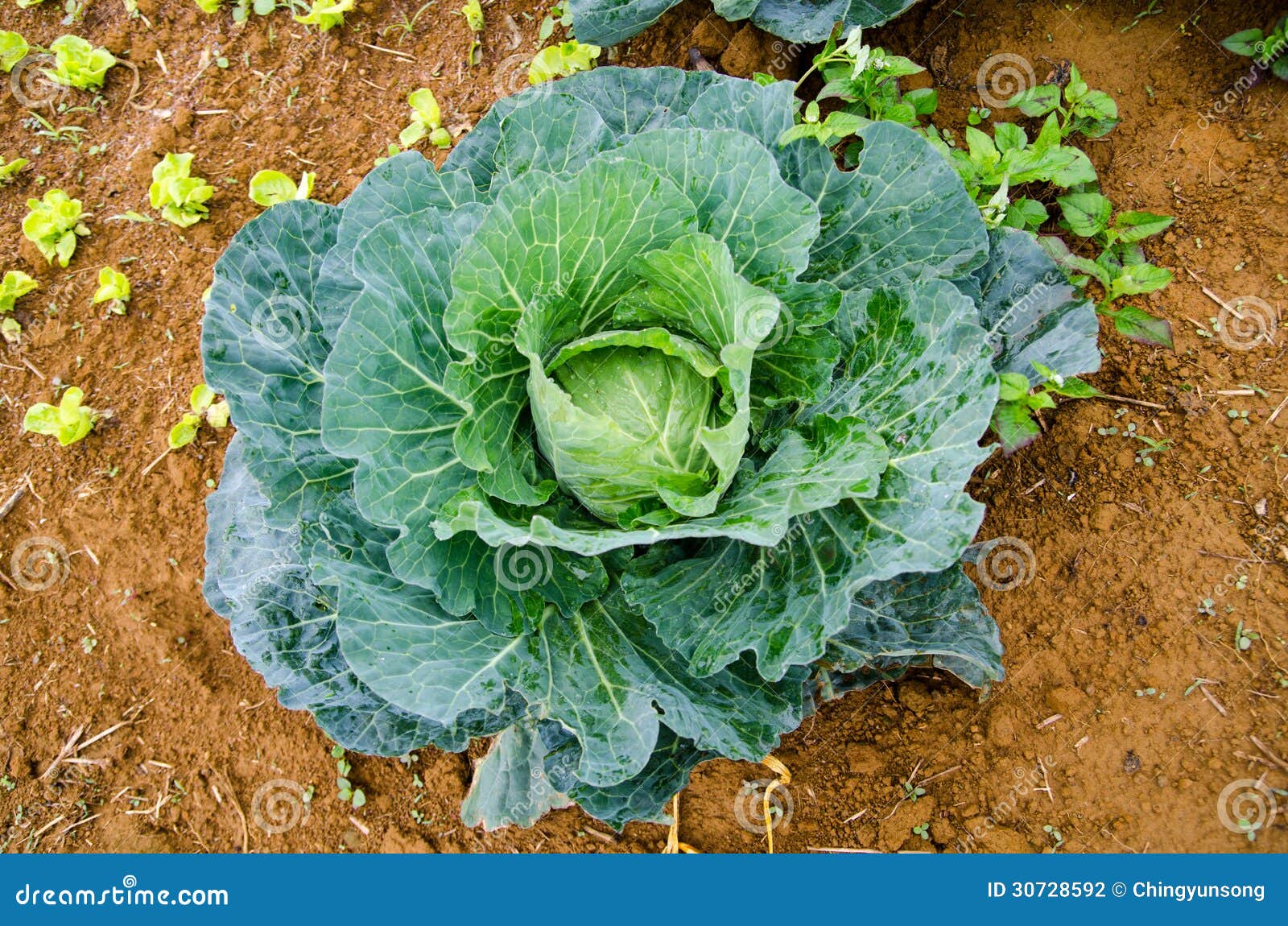 Top view of cabbage stock photo. Image of nature, curly - 30728592