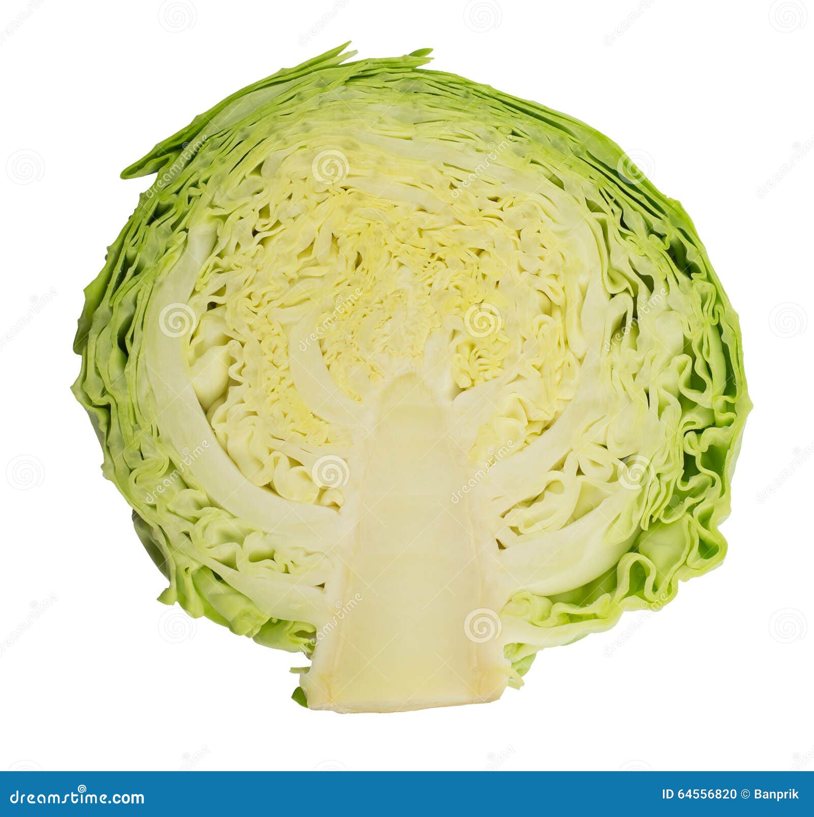 Top View of Cabbage Vegetable Isolated on White Stock Photo - Image of ...