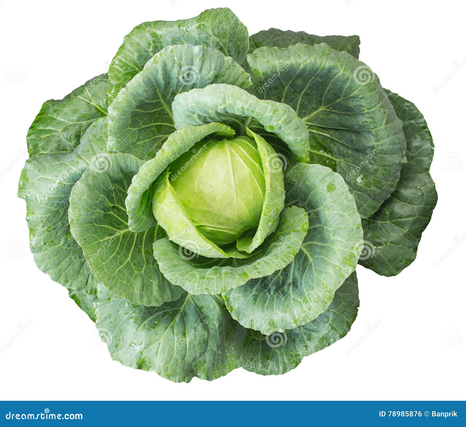 Top View of Cabbage on White Stock Photo - Image of garden, white: 78985876