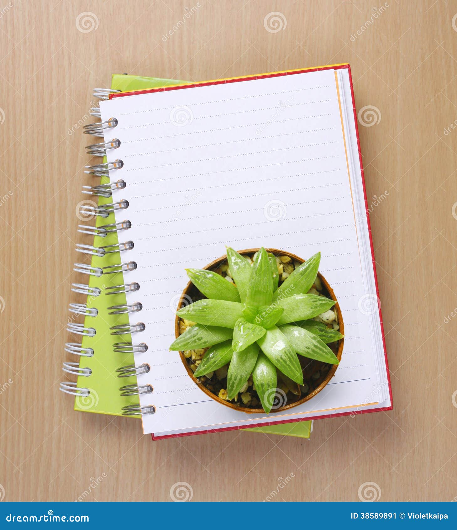 Top View of a Cactus on Booklet Stock Image - Image of root, spines ...