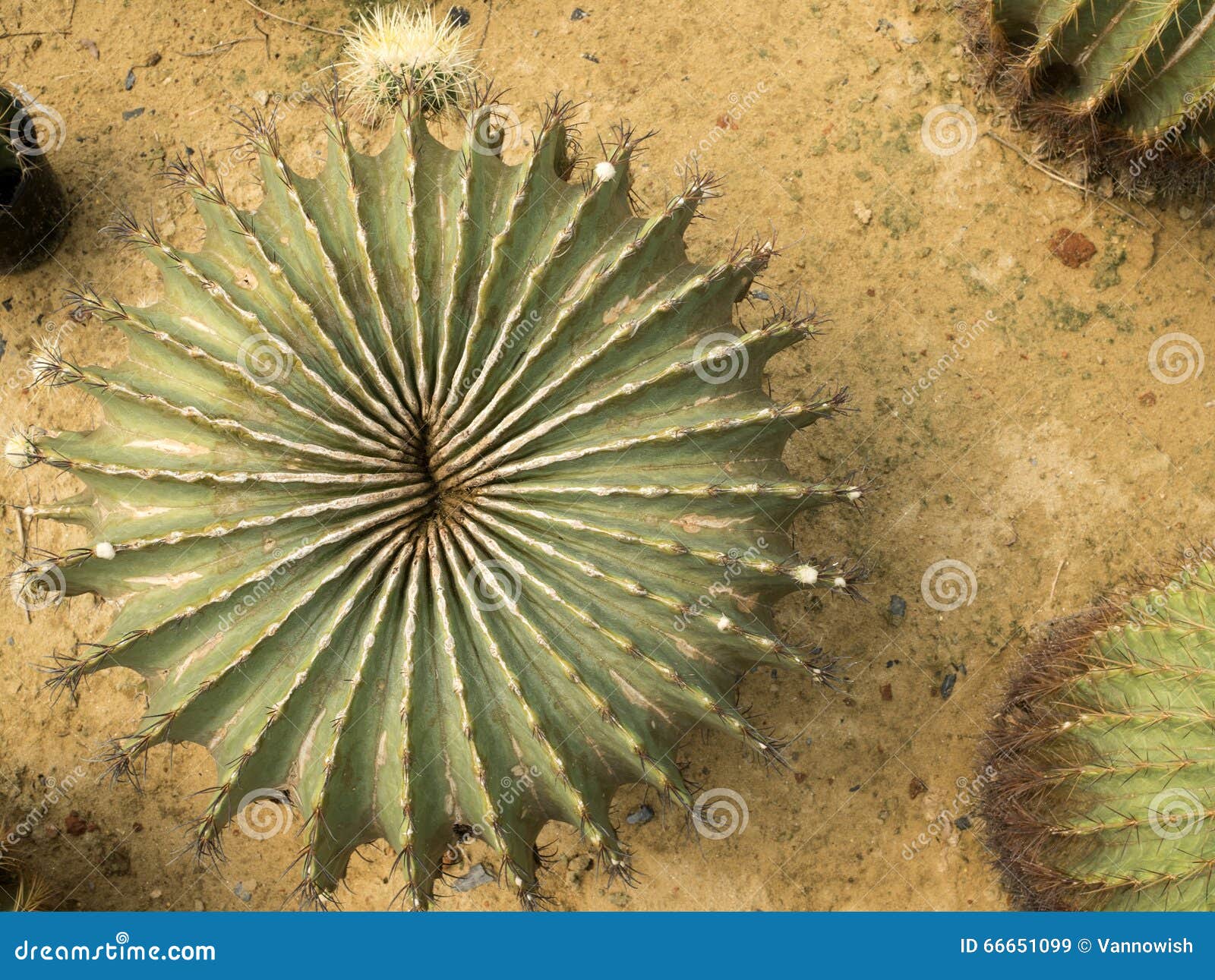 Top view of cactus stock image. Image of earth, giant - 66651099