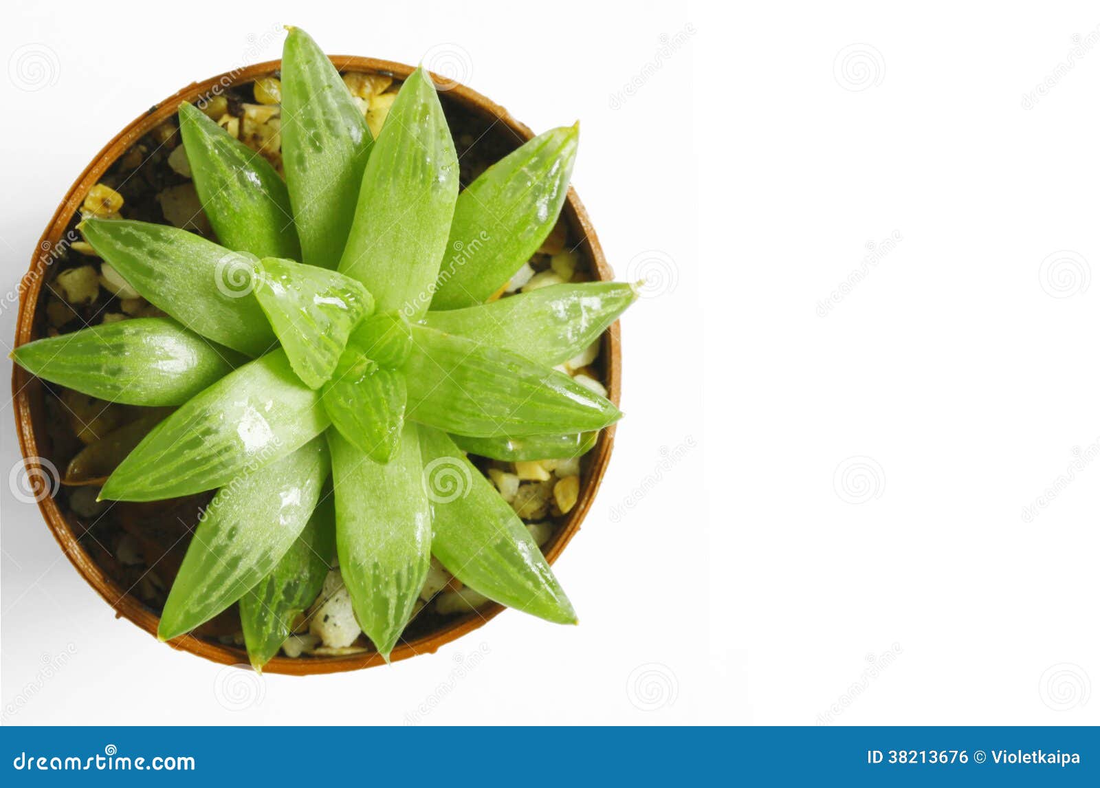 Top View of Cactus Isolated on White Stock Photo - Image of table ...