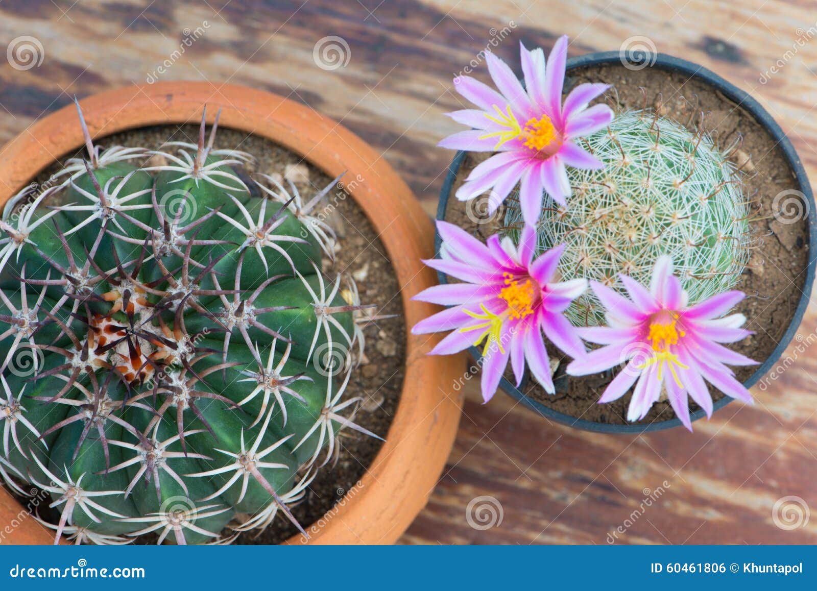 Top View of Cactus with Pink Flower in Pot on Wood Table Stock Photo ...
