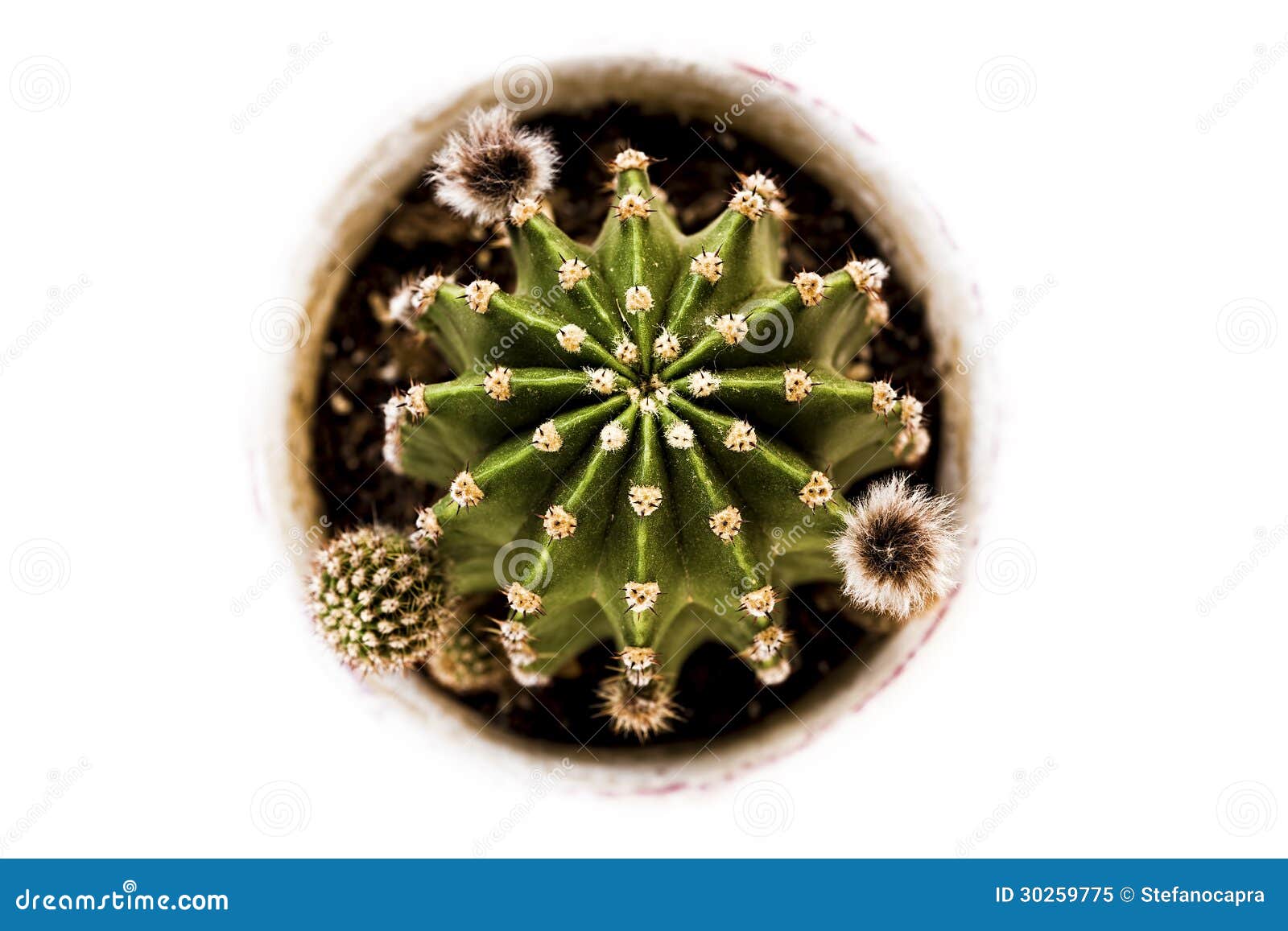 Cactus from above stock image. Image of desert, green - 30259775