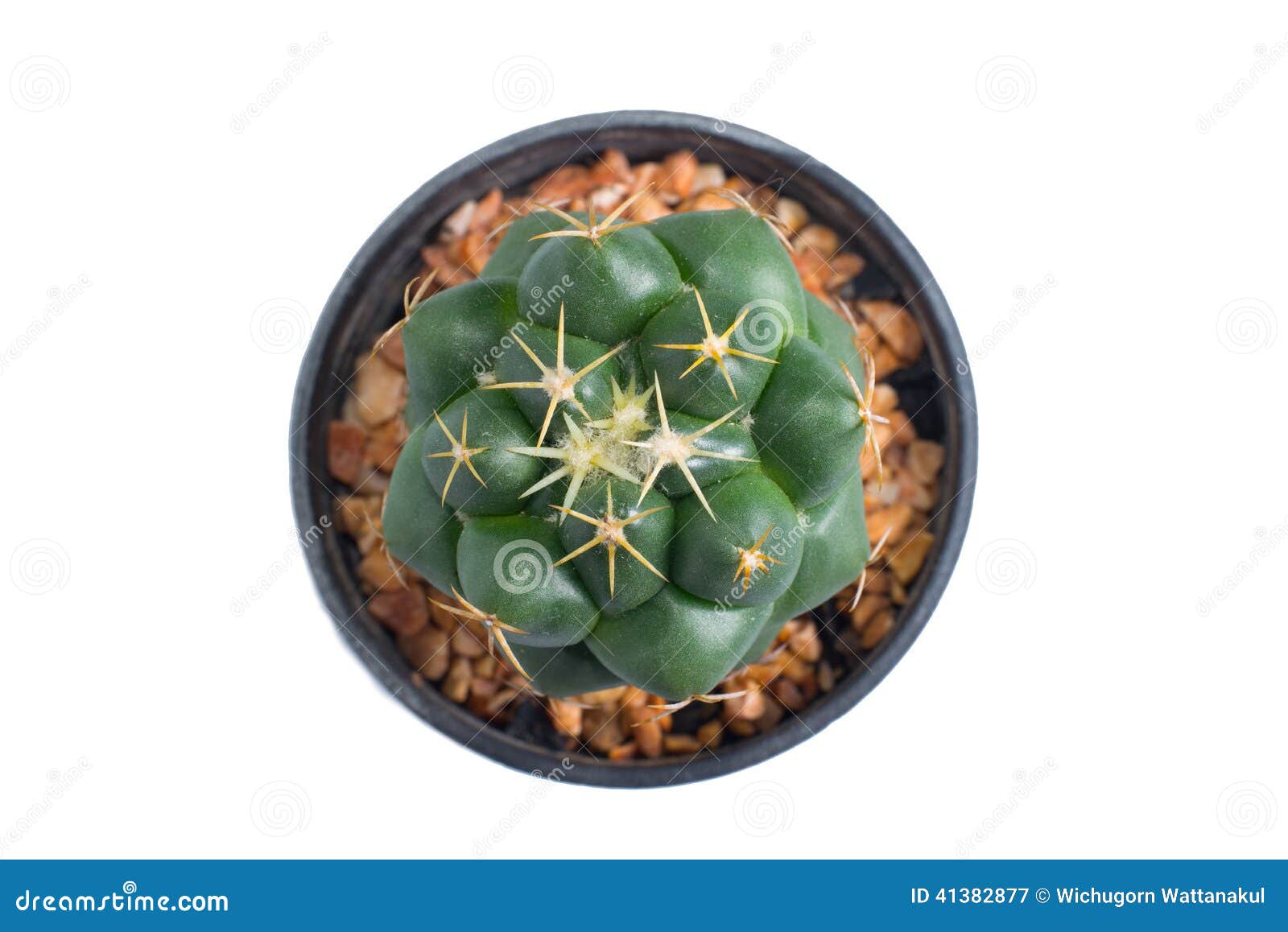 Top view of cactus in pot stock image. Image of leaf - 41382877