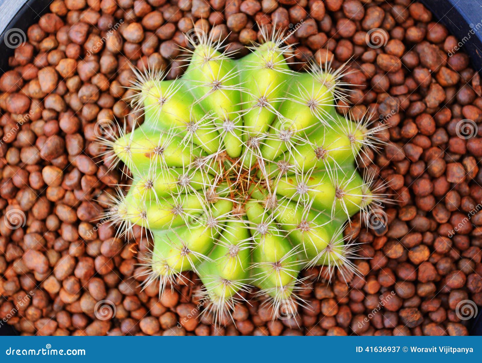 Top view of cactus stock image. Image of flora, objects - 41636937
