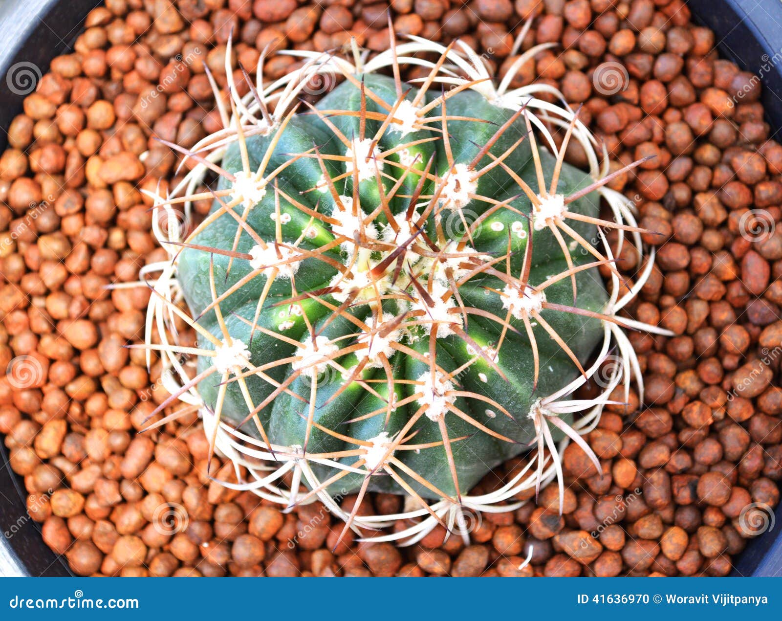 Top view of cactus stock photo. Image of outdoors, green - 41636970