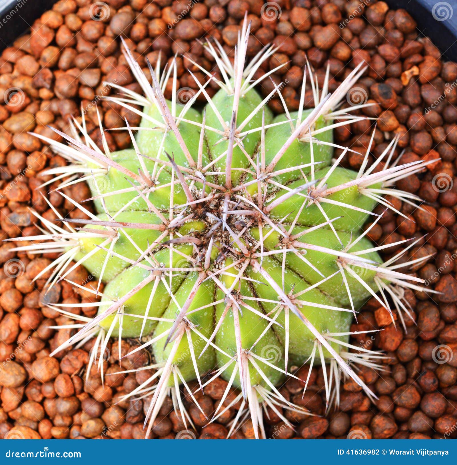 Top view of cactus stock photo. Image of potted, growth - 41636982