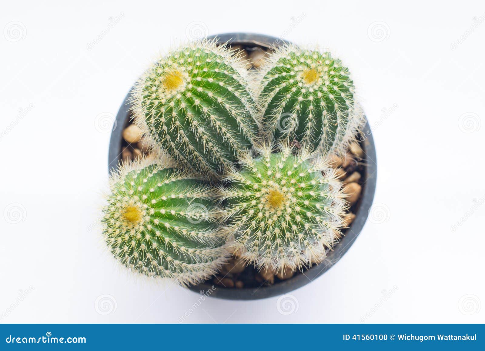 Top view of cactus in pot stock photo. Image of cacti - 41560100