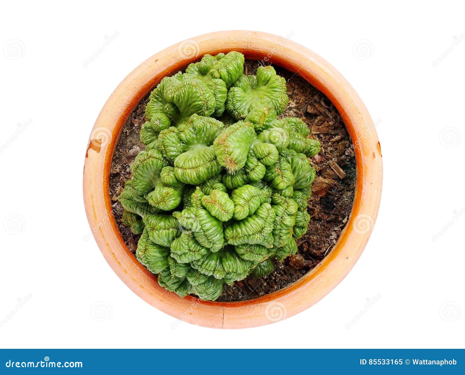 Top View of Cactus in a Pot Stock Image - Image of potted, path: 85533165