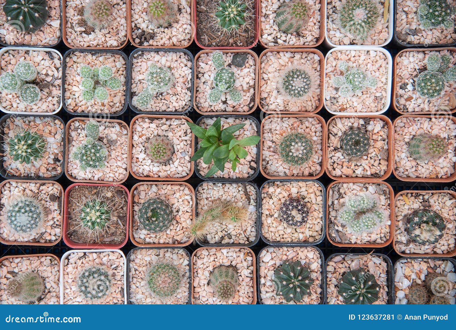 Top View Cactus in a Pot Planted in Sets. Stock Image - Image of sets ...
