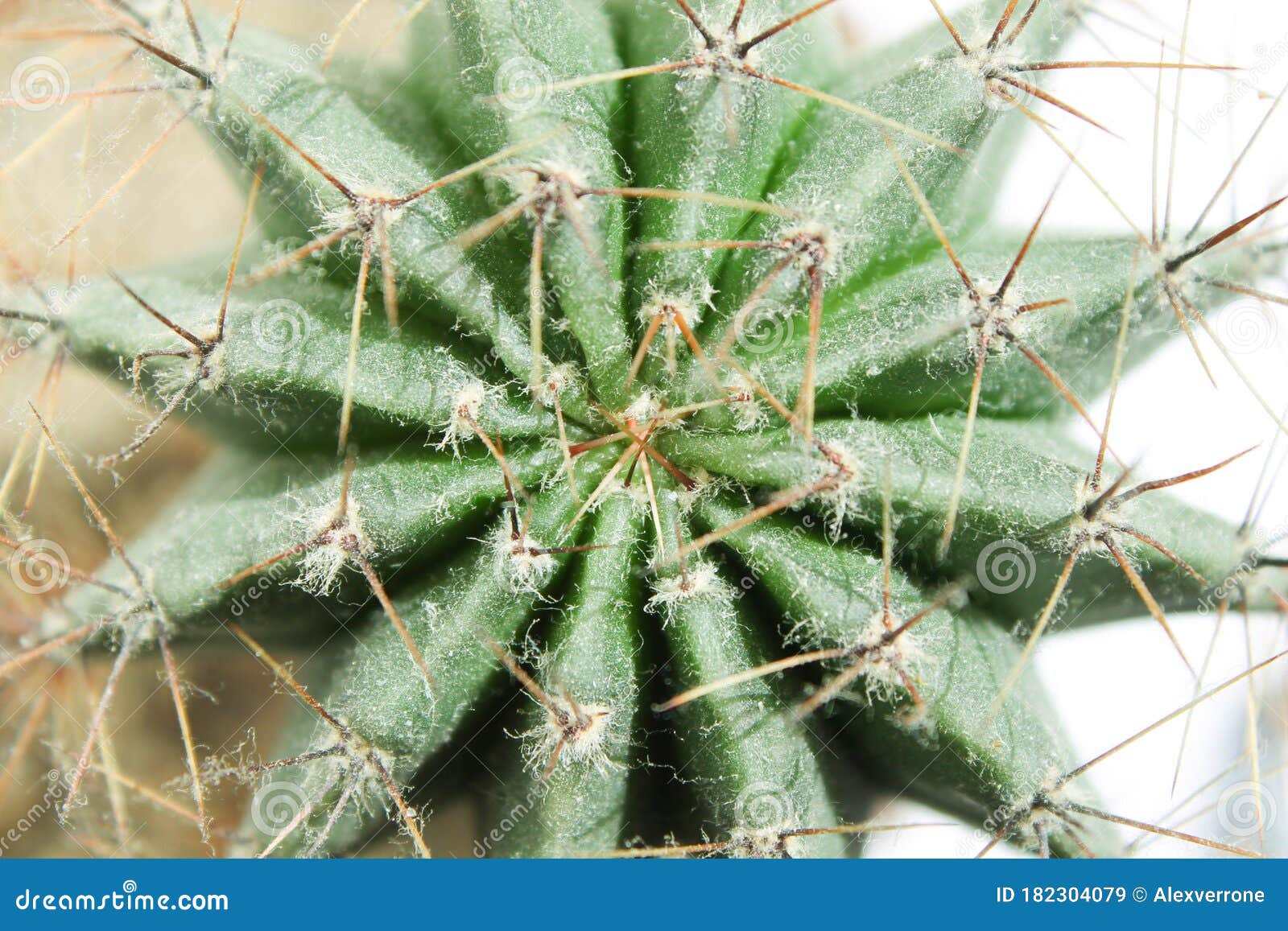 Top View of Cactus. the Texture of the Cactus Stock Image - Image of ...