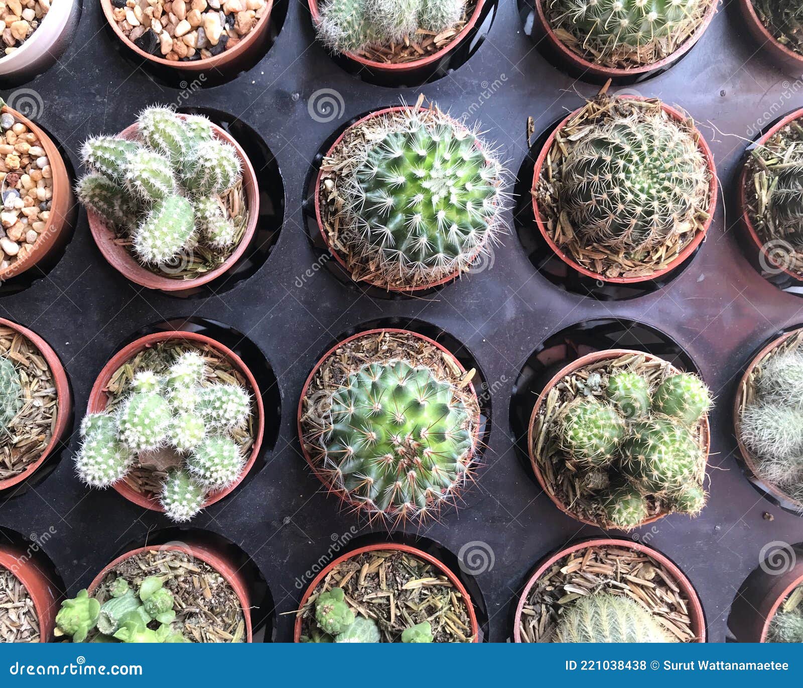 Top View of Cactus Tree Background Stock Photo - Image of cactus ...