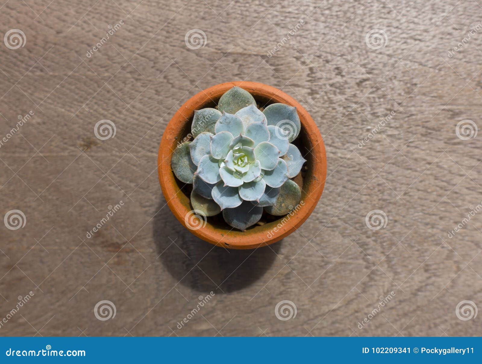 Top View of Cactus on Wood Table Stock Image - Image of table, garden ...