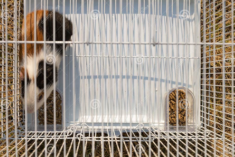 Top View Cage with Cute Cavy Stock Image - Image of pets, rodent: 208094767