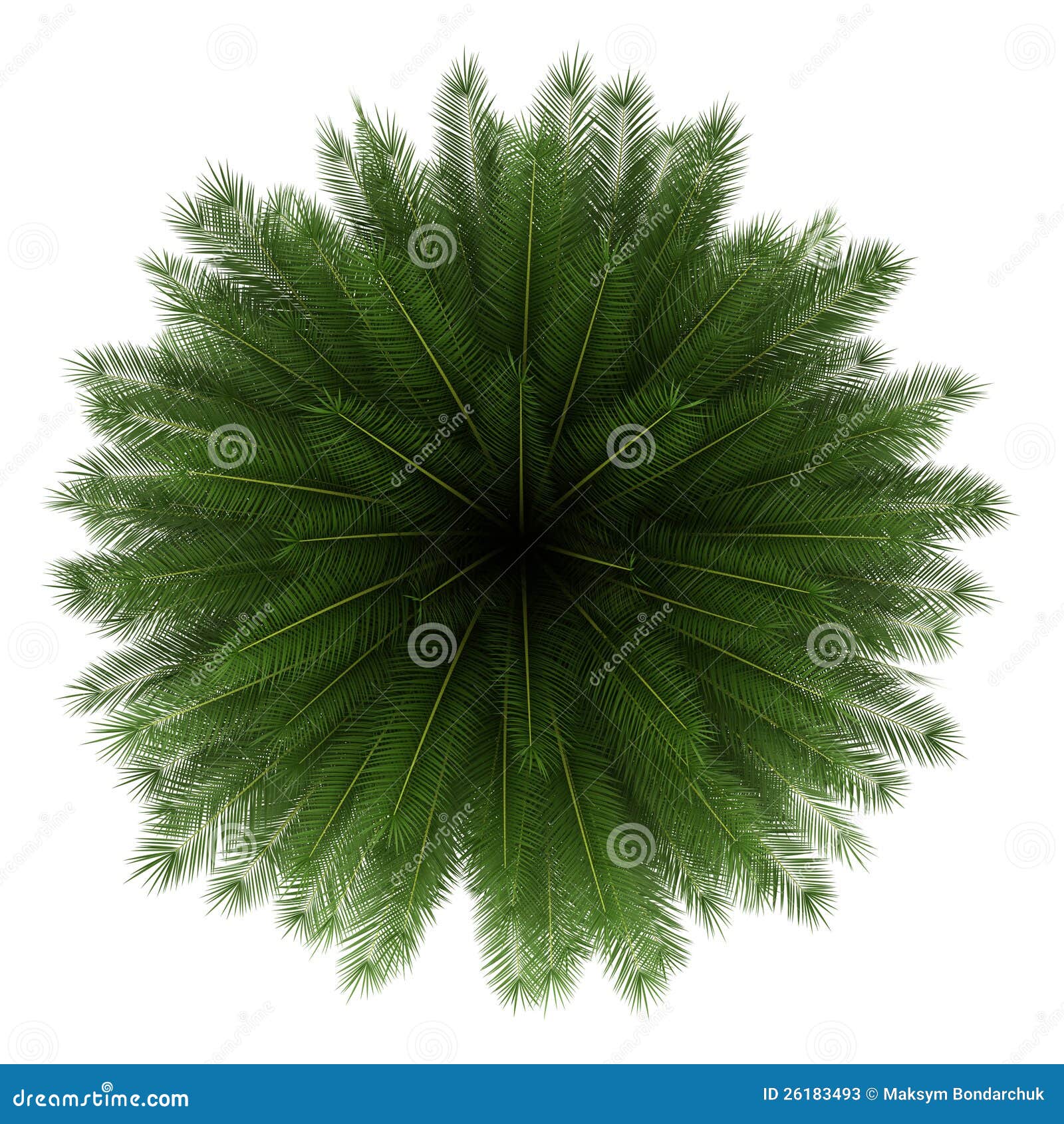 Top View of Canary Island Date Palm Tree Isolated Stock Illustration ...