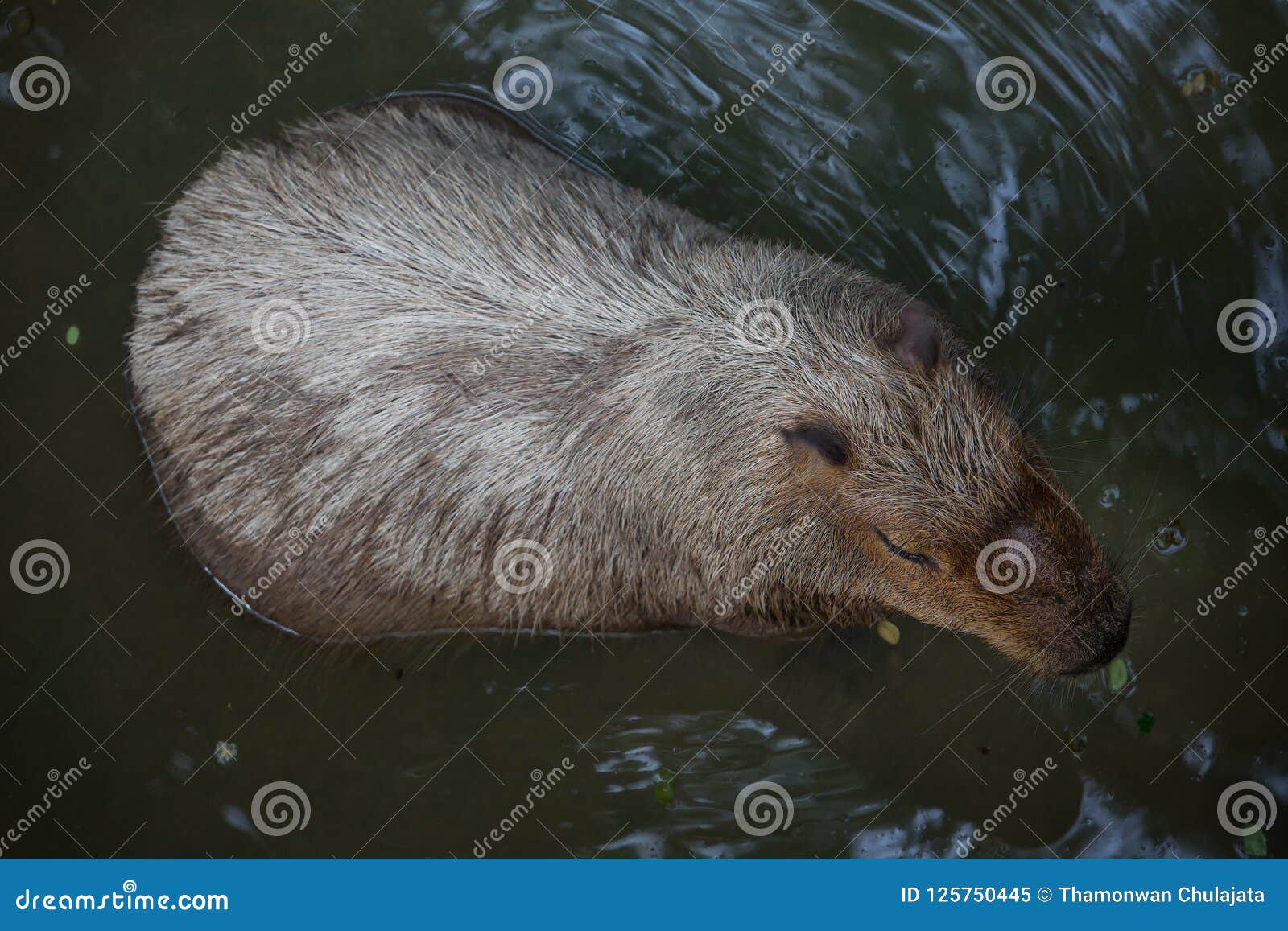 Top view Capybara in water stock image. Image of south - 125750445