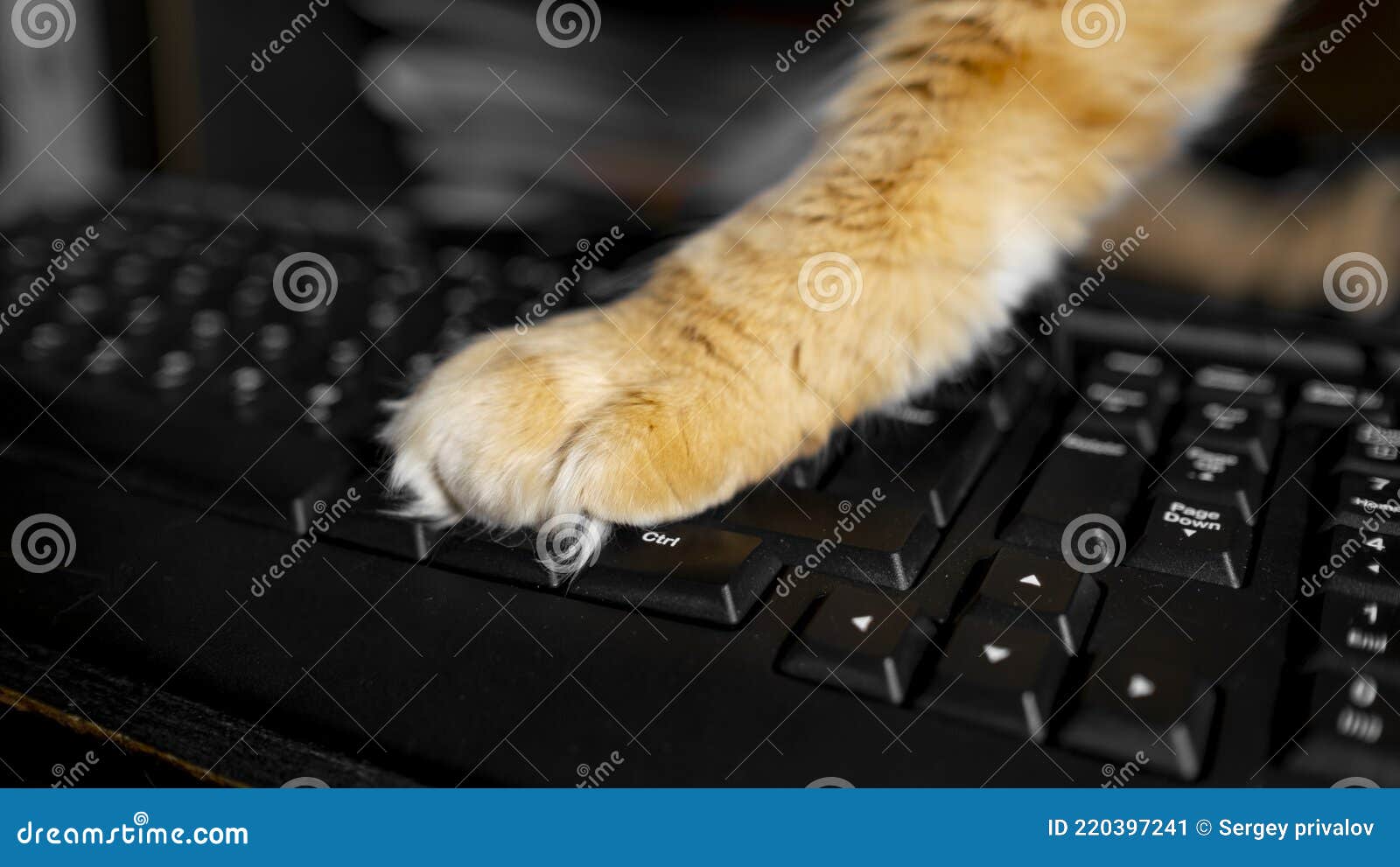 Top View of Cat Ginger Paw on Computer Keyboard. Stock Image - Image of ...
