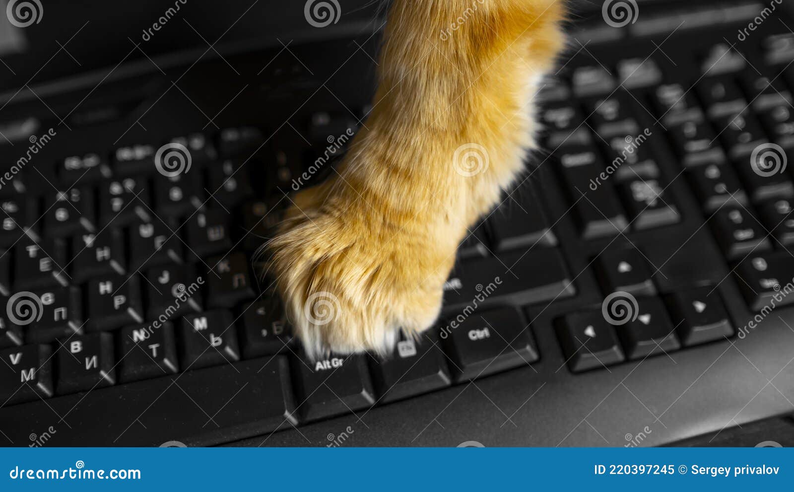 Top View of Cat Ginger Paw on Computer Keyboard. Stock Image - Image of ...
