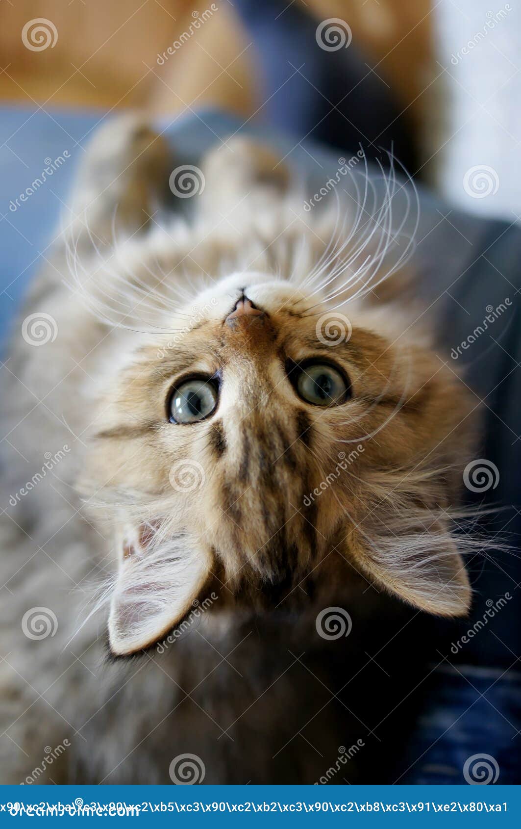 Top View Cat Sheldon Trusting Look Stock Image - Image of background ...