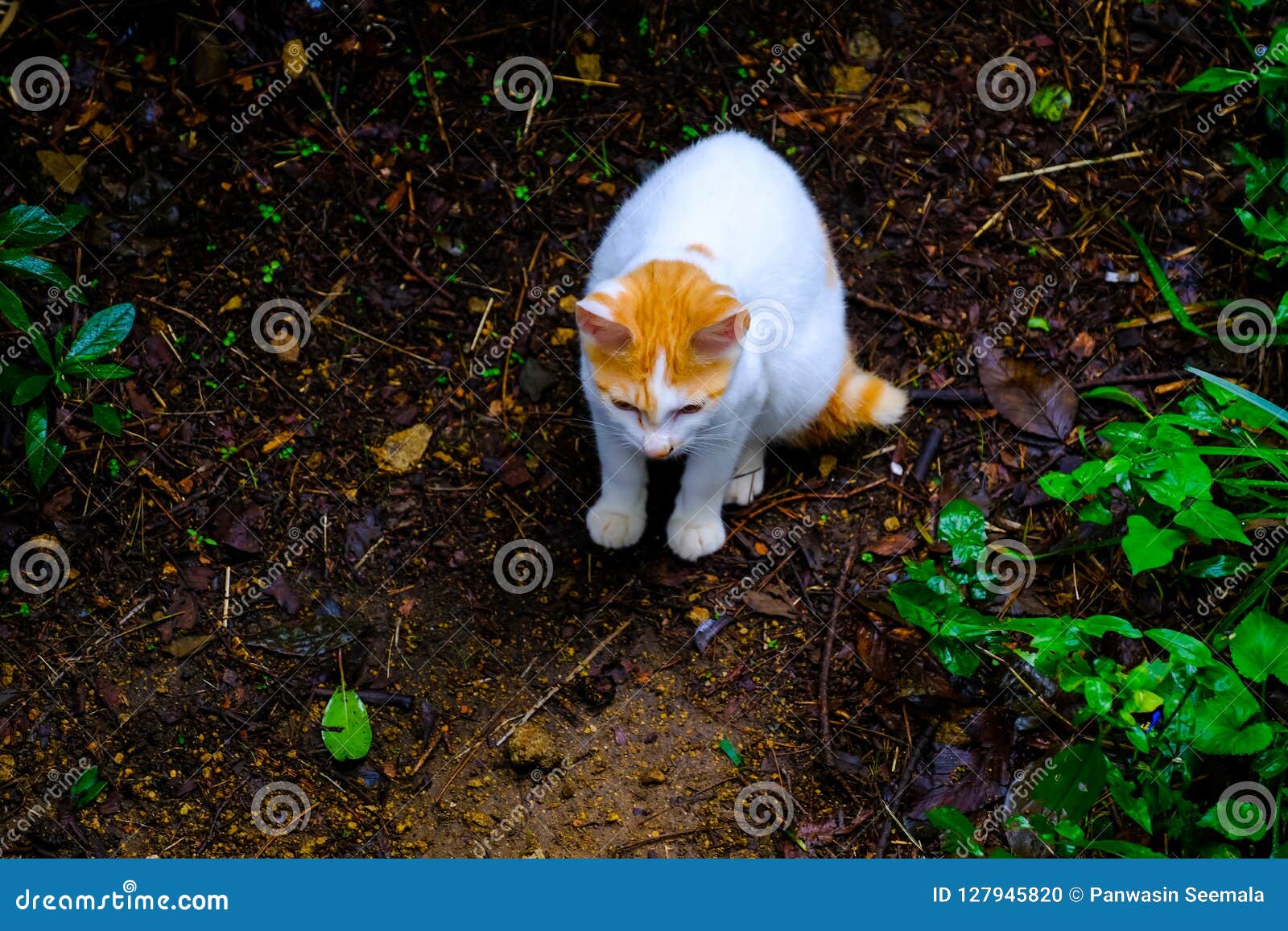 Top View of a Cat is Sitting on Ground Soil. Stock Photo - Image of ...