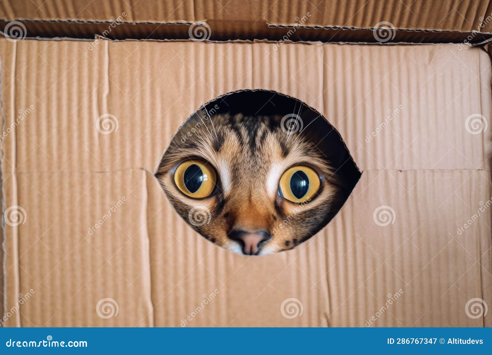 Top View of a Cats Ears and Eyes Peeking from a Cardboard Box Stock ...