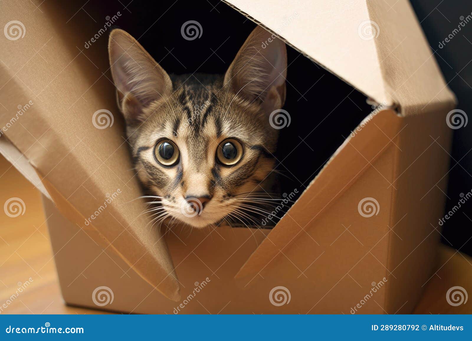 Top View of a Cats Ears and Eyes Peeking from a Cardboard Box Stock ...