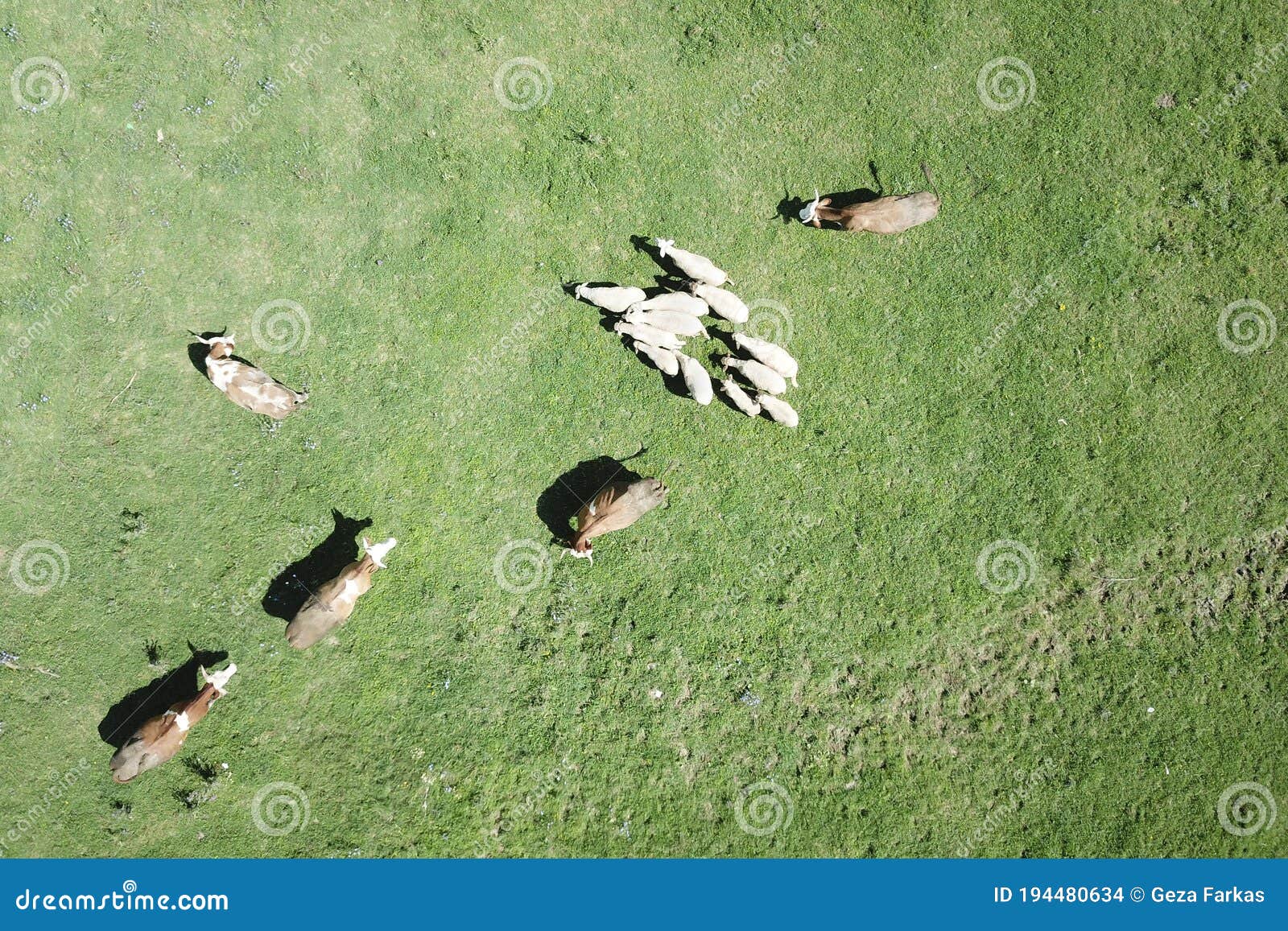 Top View of Cattle, Sheep and Cow on the Pasture Stock Photo - Image of ...
