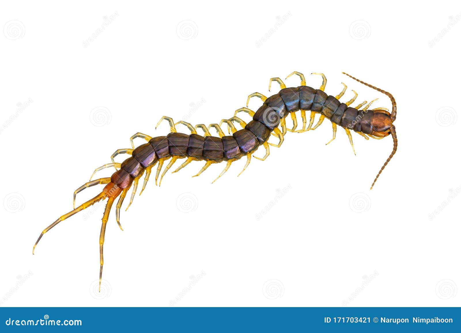 The Top View of Centipede Isolated on White Background and Clipping ...