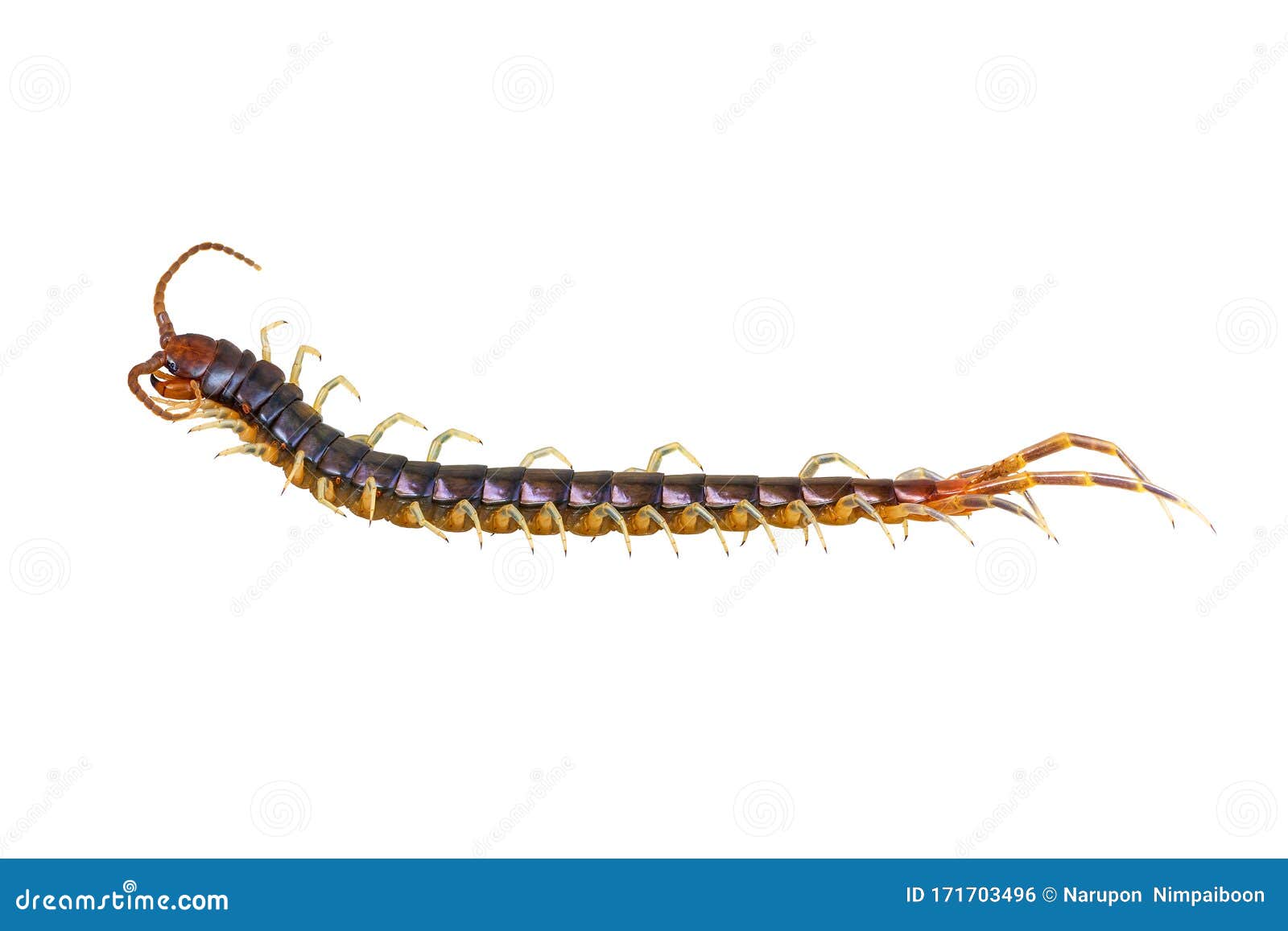 The Top View of Centipede Isolated on White Background and Clipping ...