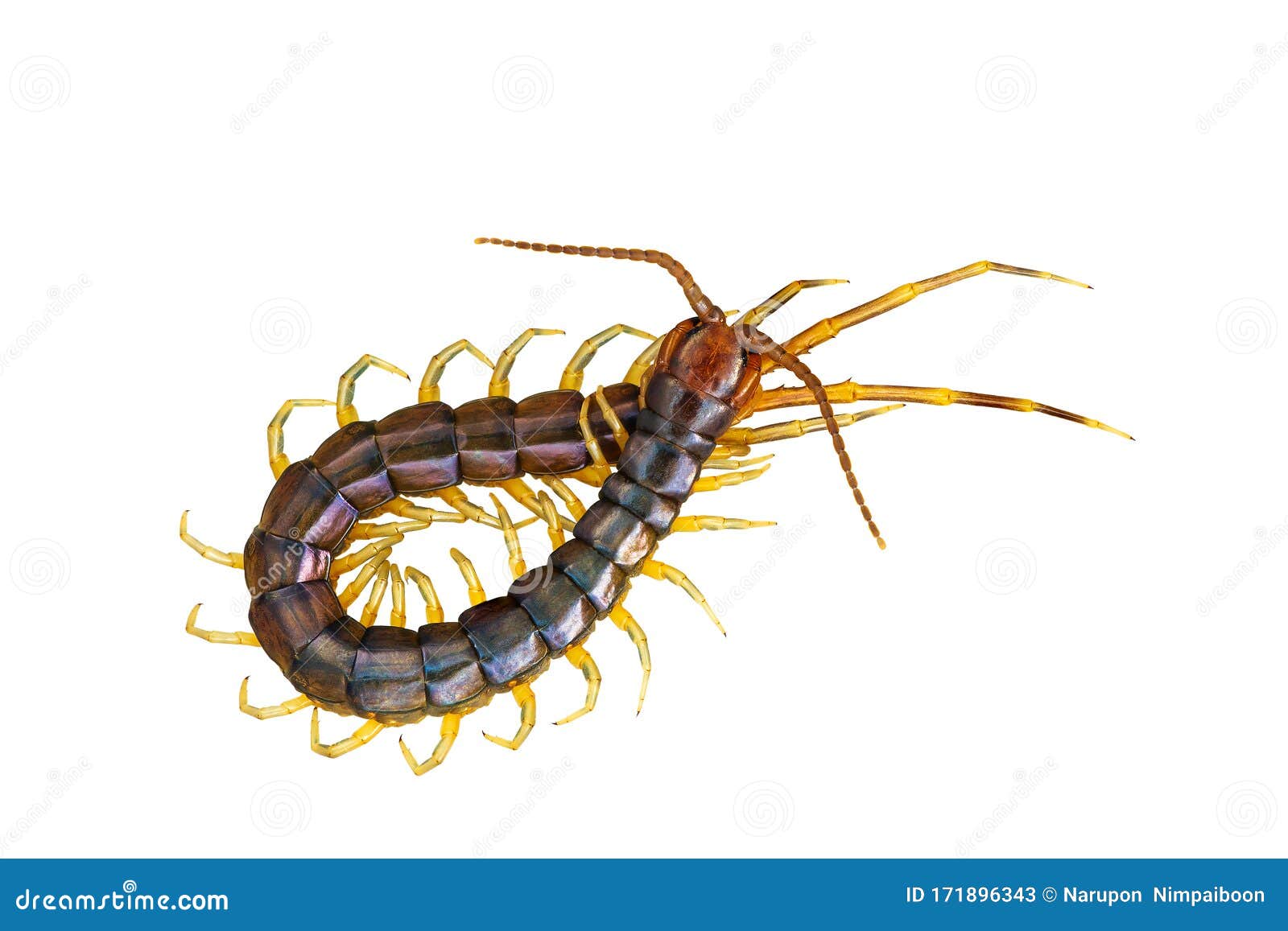 The Top View of Centipede Isolated on White Background and Clipping ...
