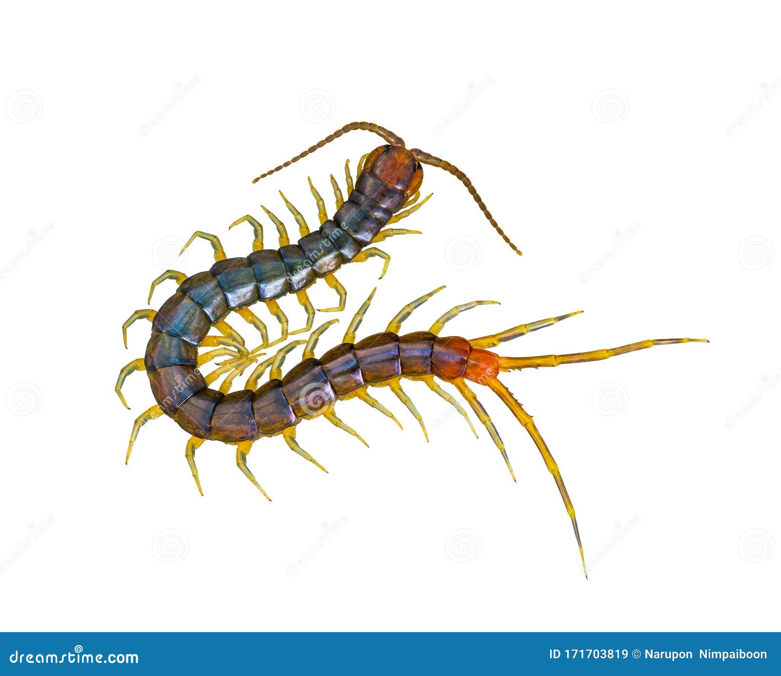 The Top View of Centipede Isolated on White Background and Clipping ...