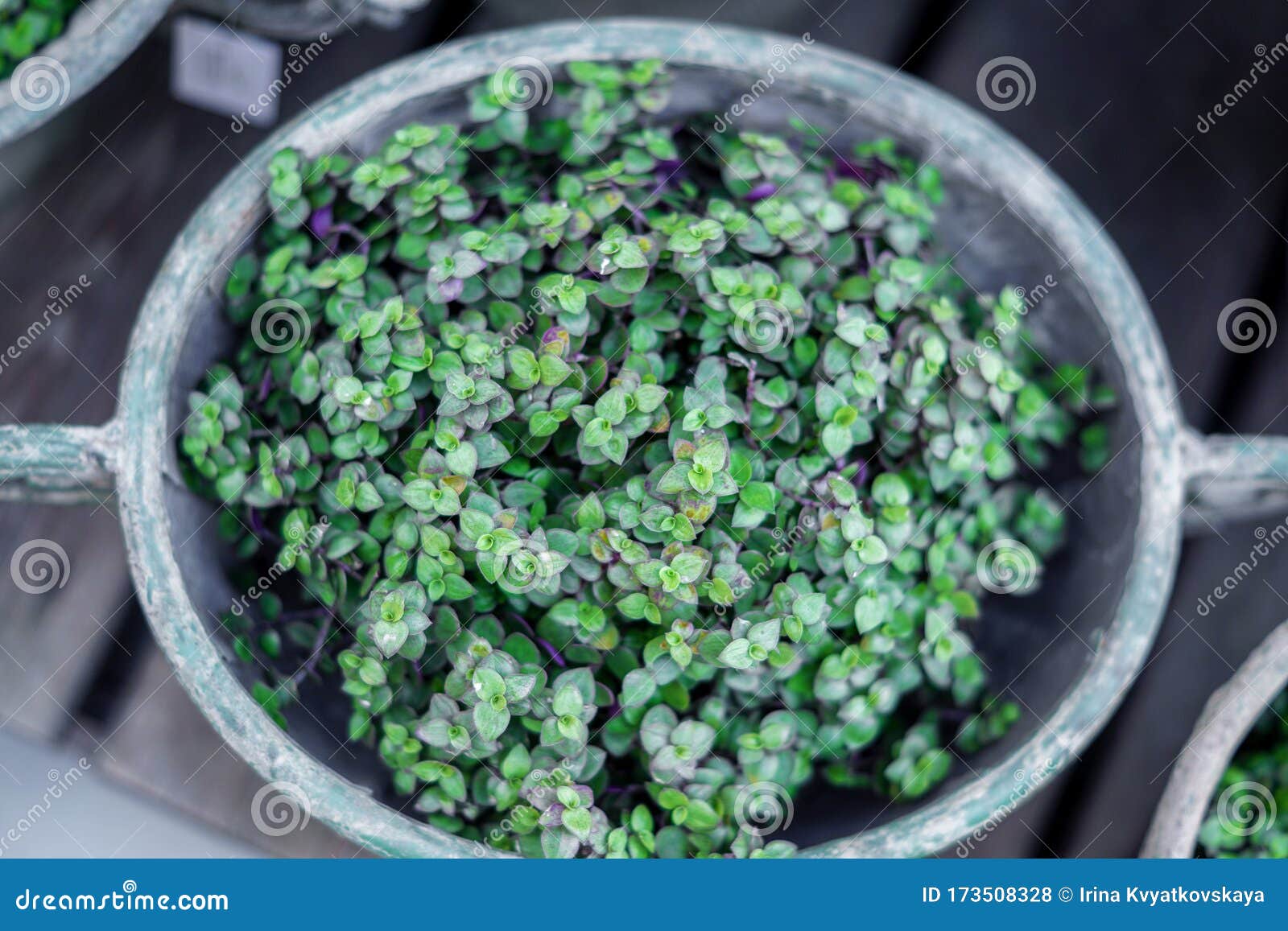 Top View of Ceramic Pot with Plant. Garden Decoration Stock Photo ...