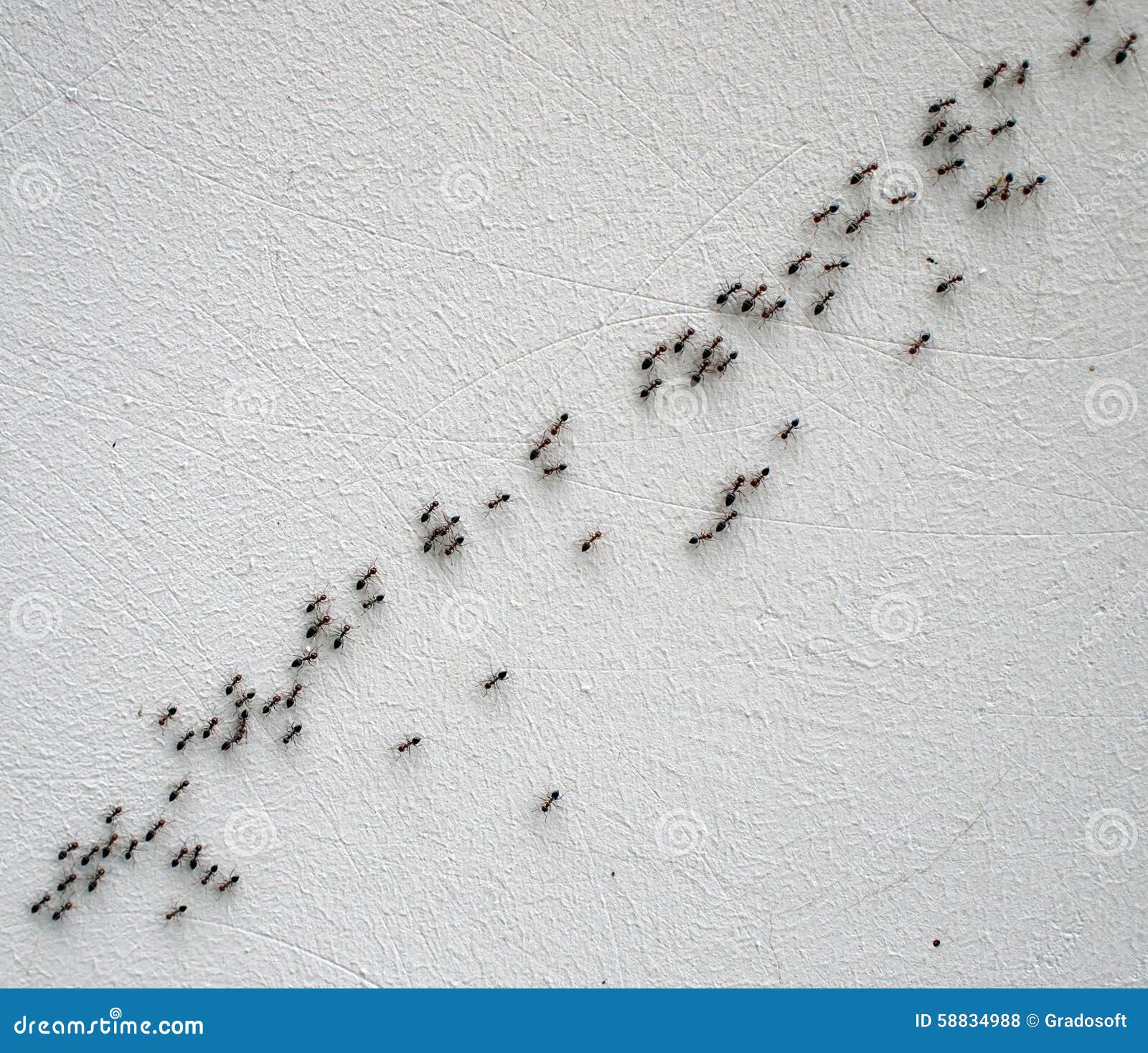 Top View of the Chain of Ants Stock Photo - Image of black, following ...