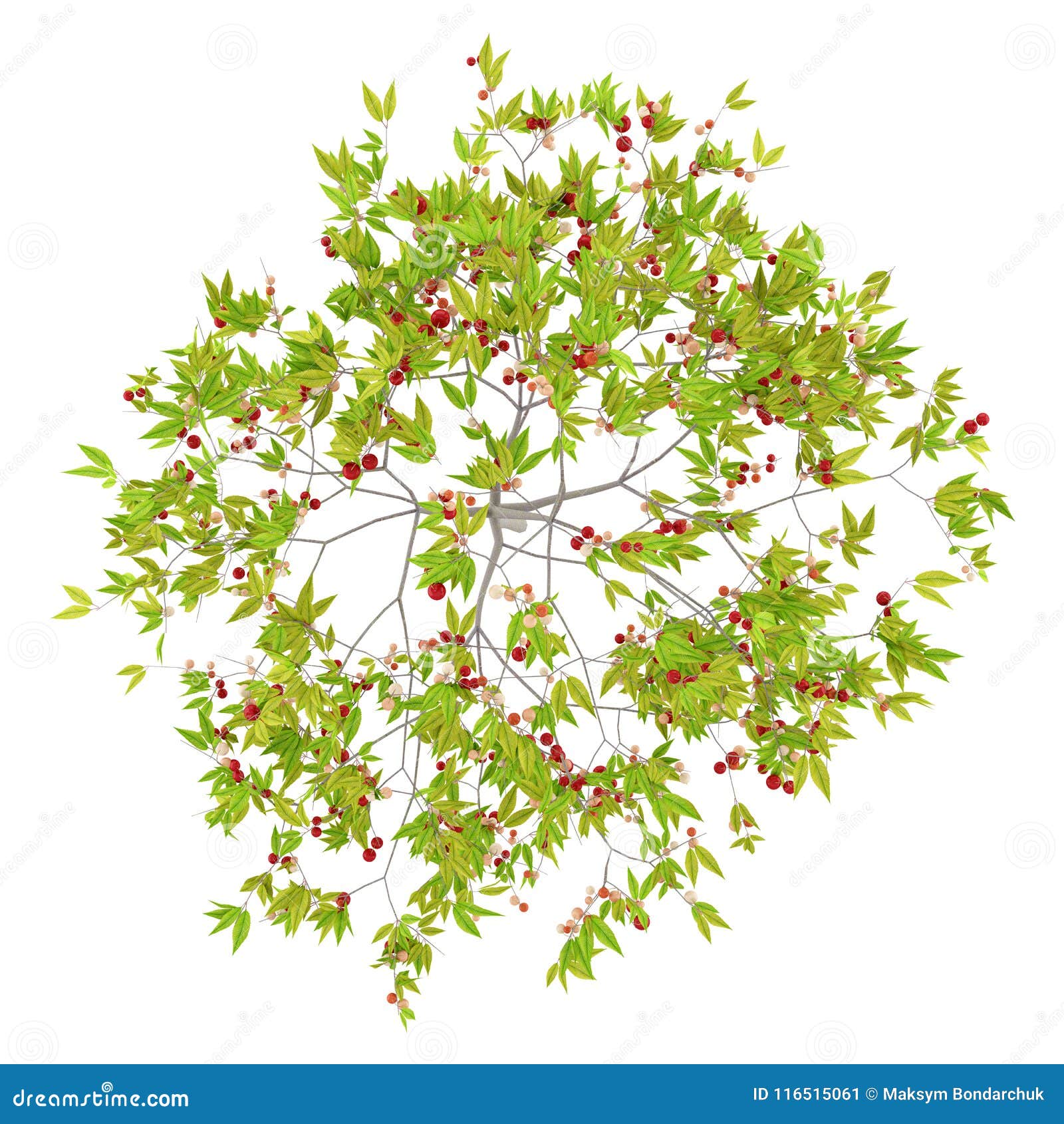 Top View of Cherry Tree with Cherries Isolated on White Stock ...