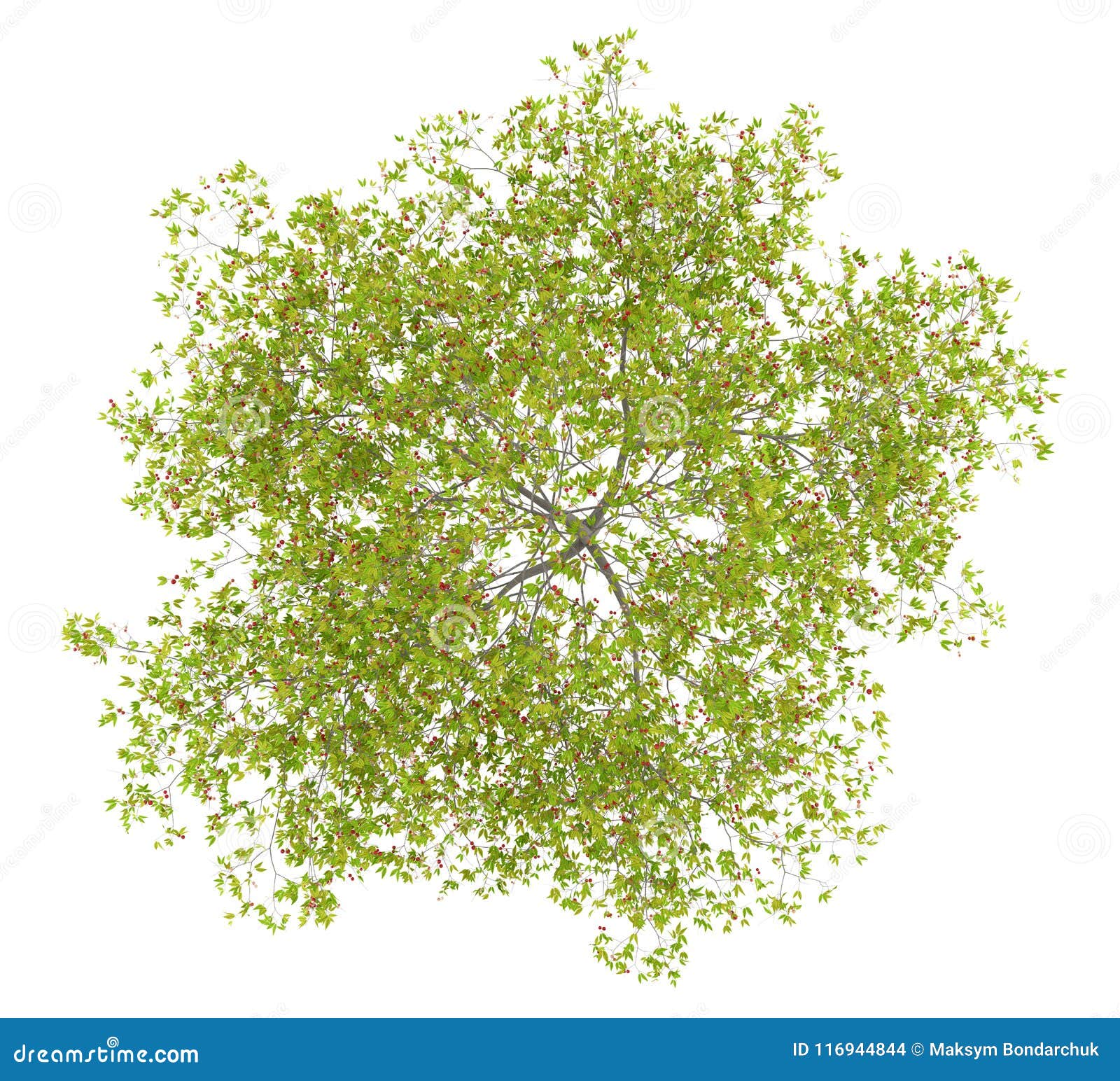 Top View of Cherry Tree with Cherries Isolated on White Stock ...