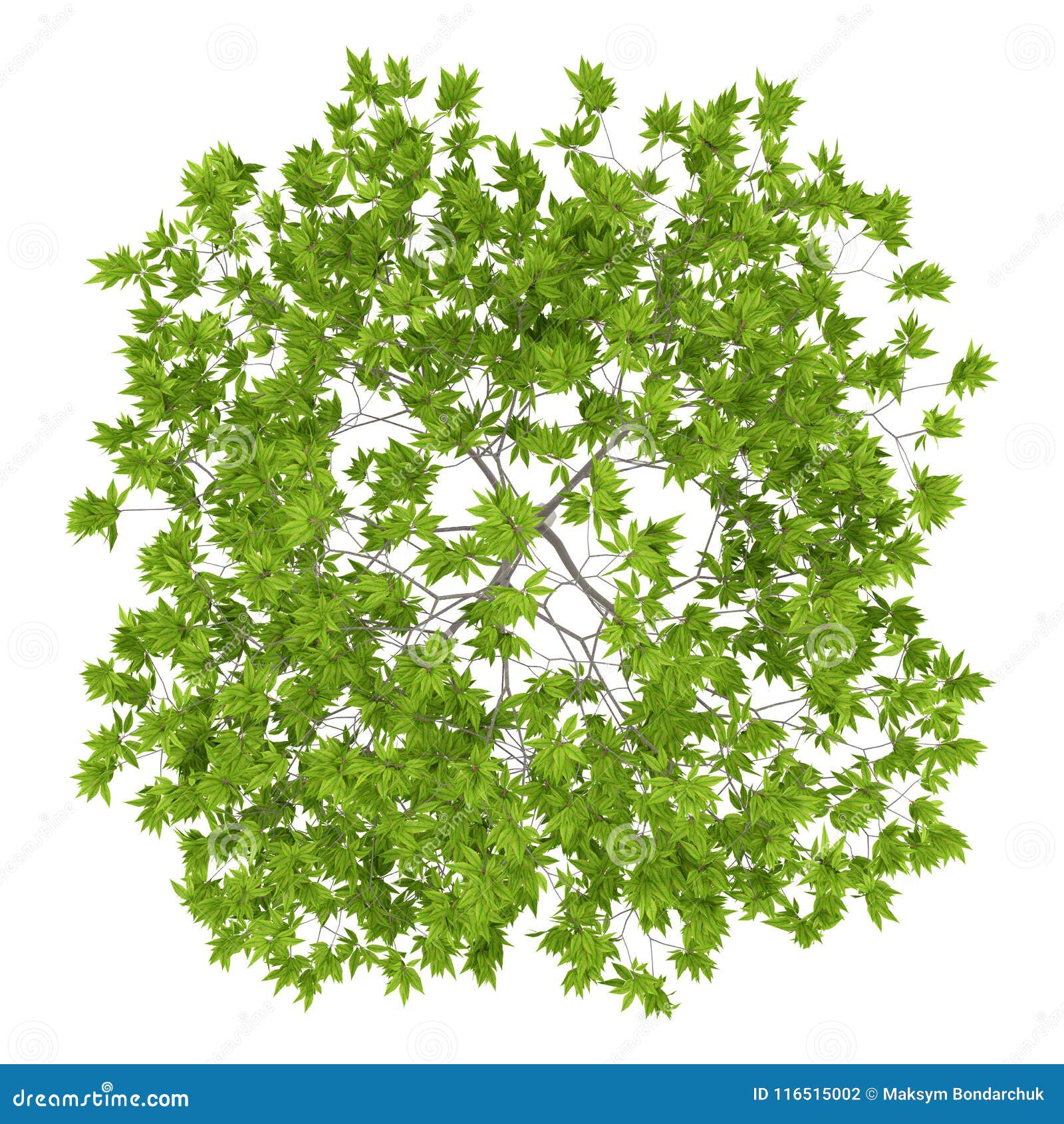 Top View of Cherry Tree Isolated on White Stock Illustration ...