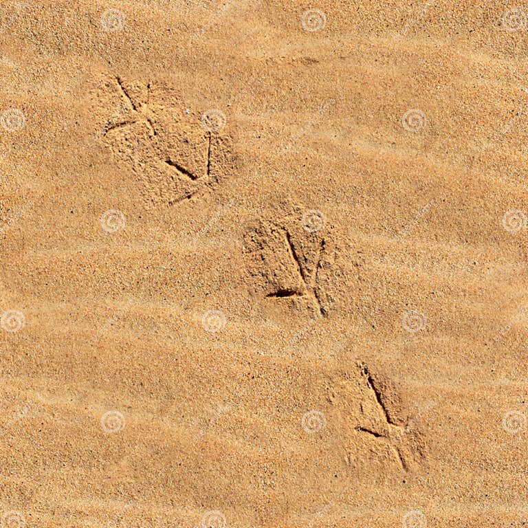 Top View of Chicken Footprints on the Sand Under the Sunlight Stock ...