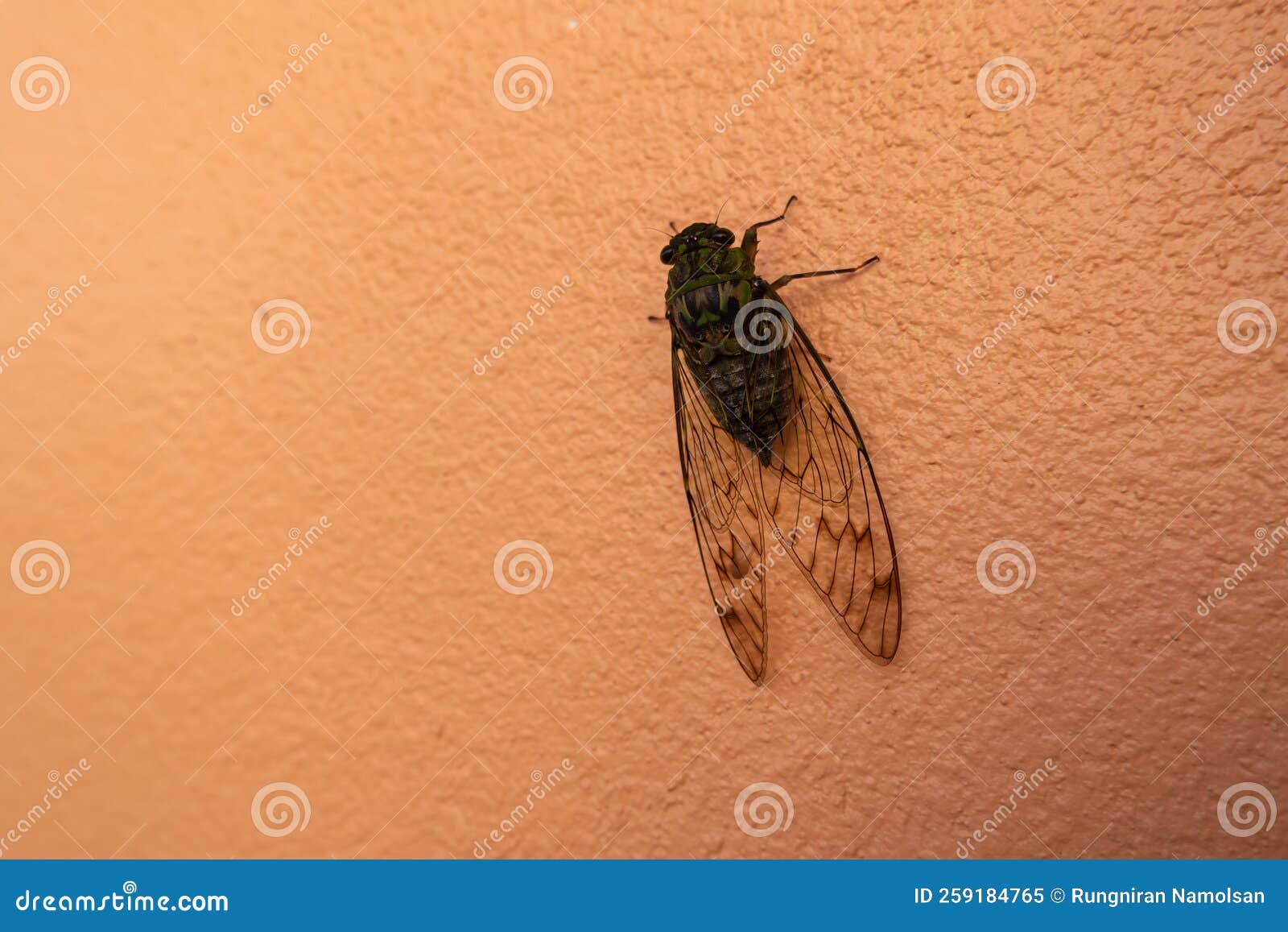 A Top View of the Cicadas Perched on the Wall Stock Image - Image of ...