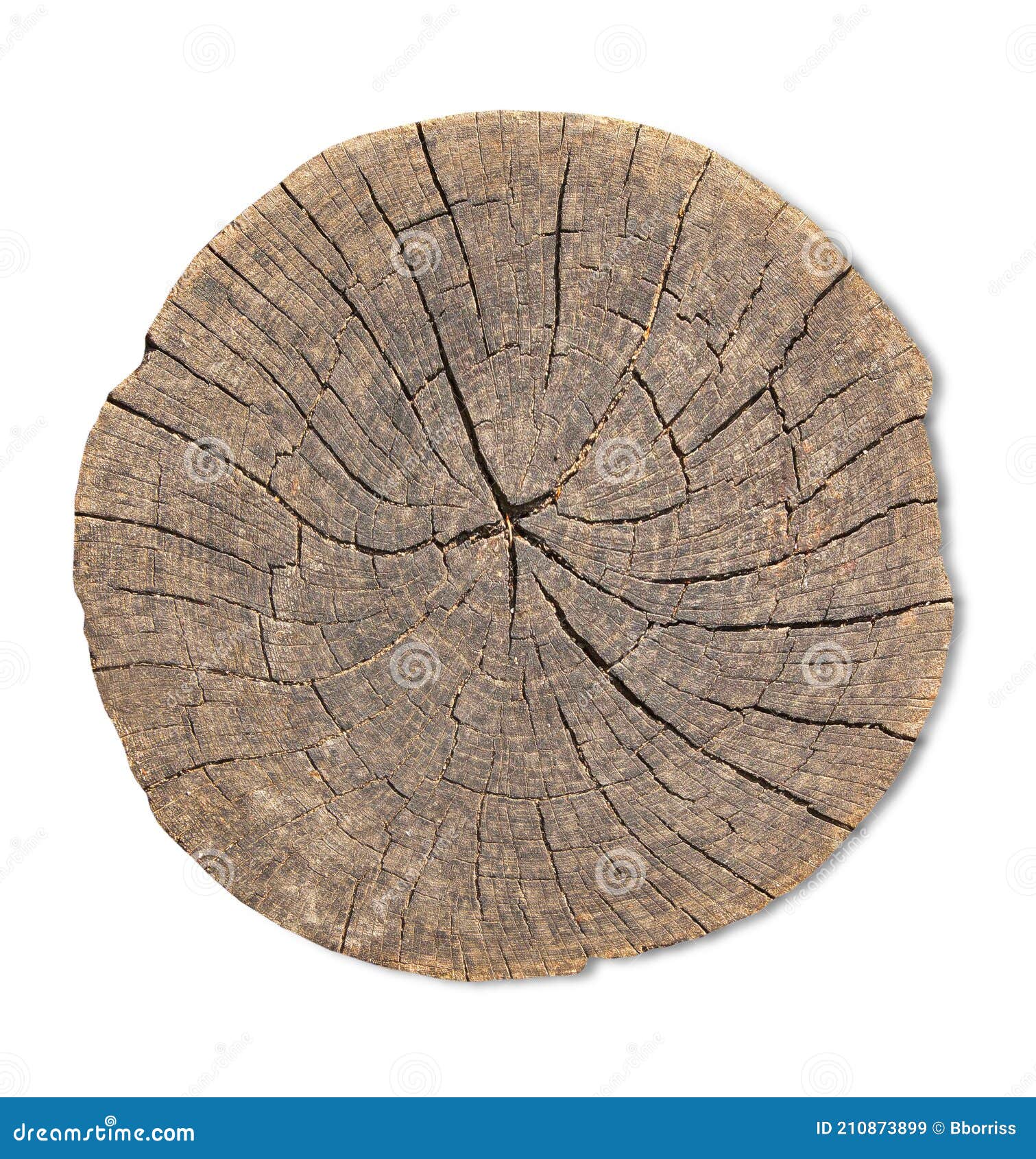 Top View of Tree Stump Texture for Background Stock Image - Image of ...