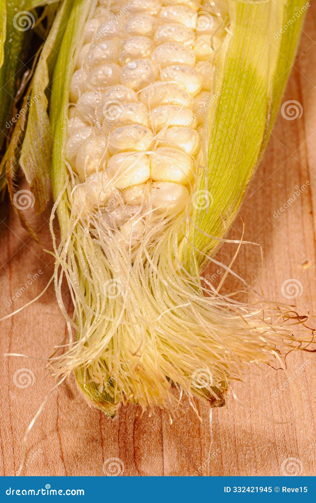 Ear of Corn with Husk, Partly Pulled Back, Showing Kernels Stock Image ...