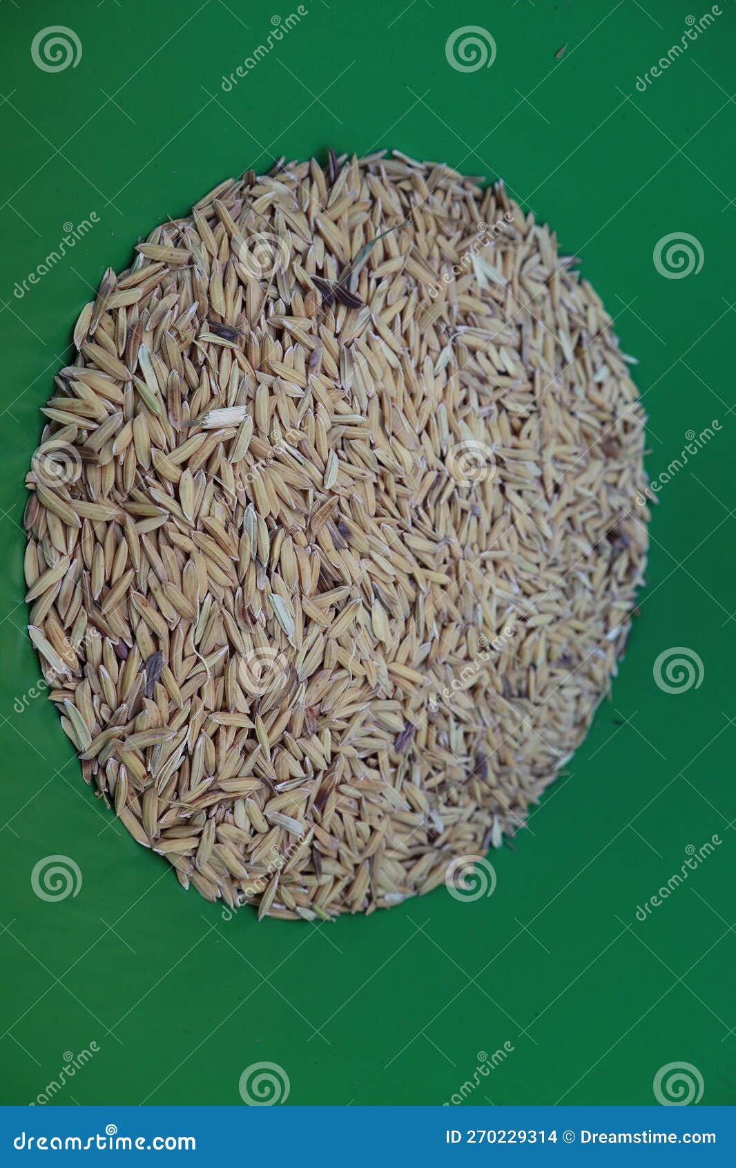 Top View, Close-up, Paddy Rice, Milled Rice, Grown from Organic System ...